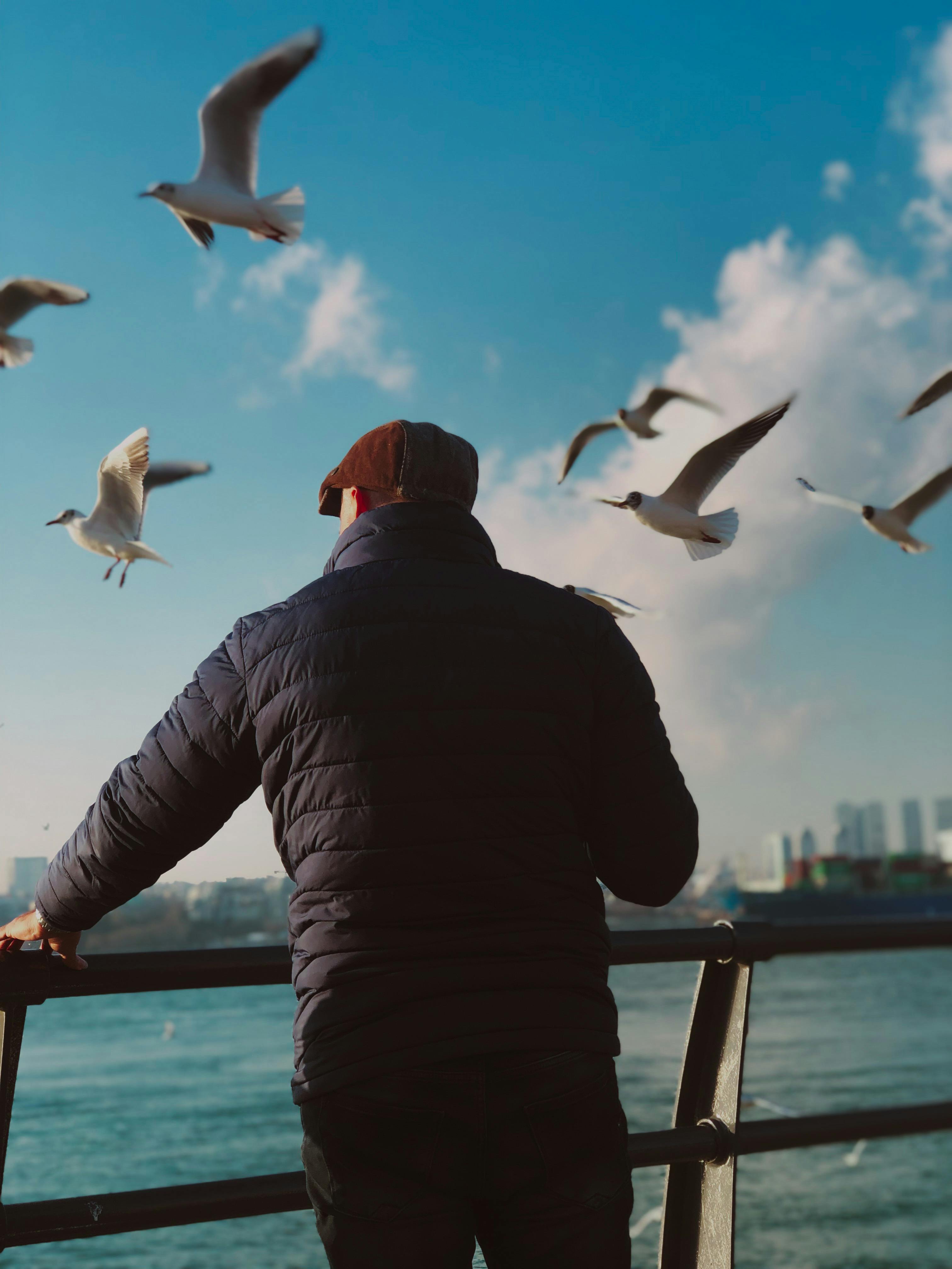 Back View of a Man Near Flying Birds · Free Stock Photo