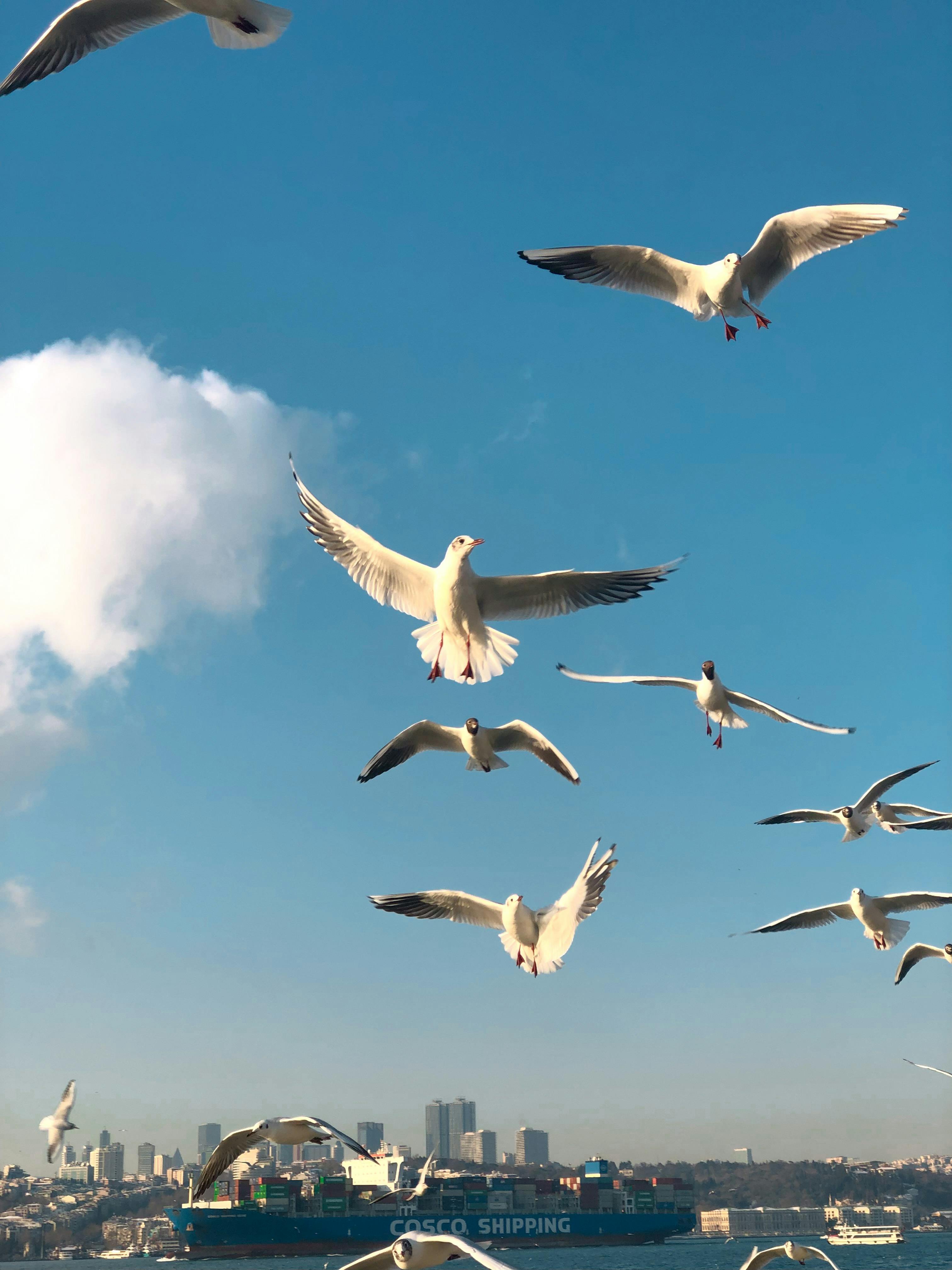 White Bird Flying Over the River · Free Stock Photo