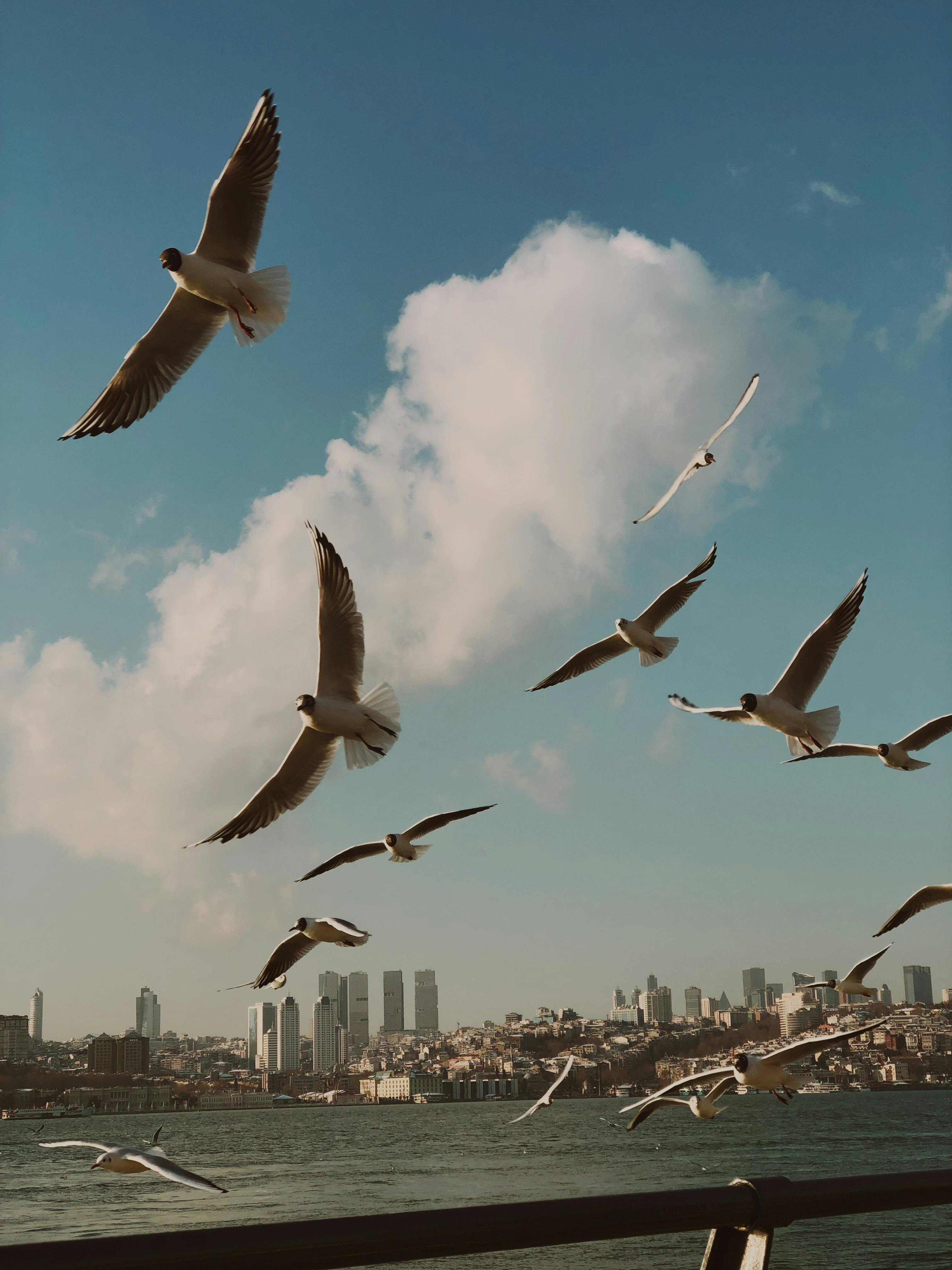 Flock of Seagulls Bird Flying in the Sky · Free Stock Photo
