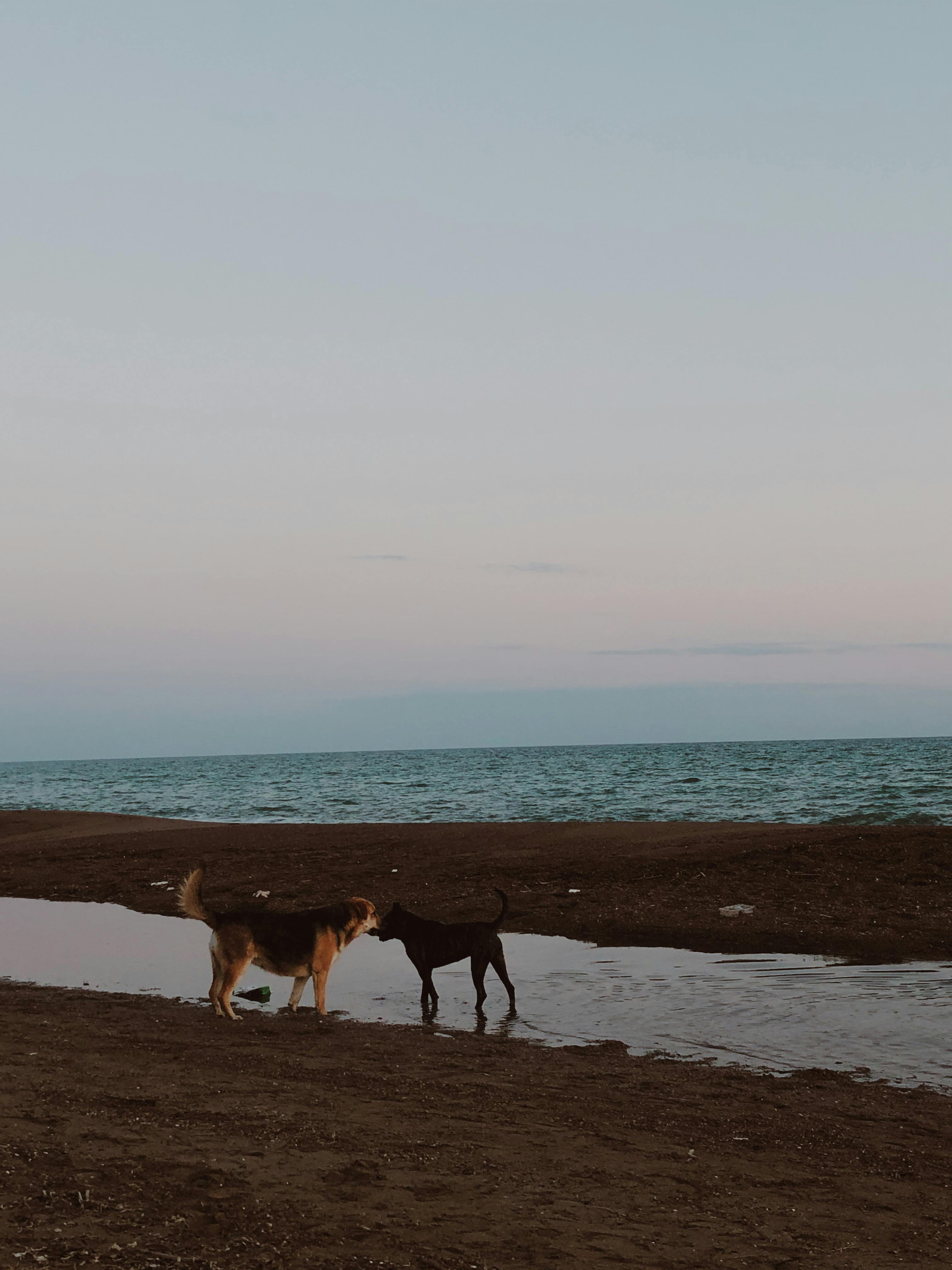 Beach Animated Photos, Download Free Beach Animated Stock Photos & HD ...