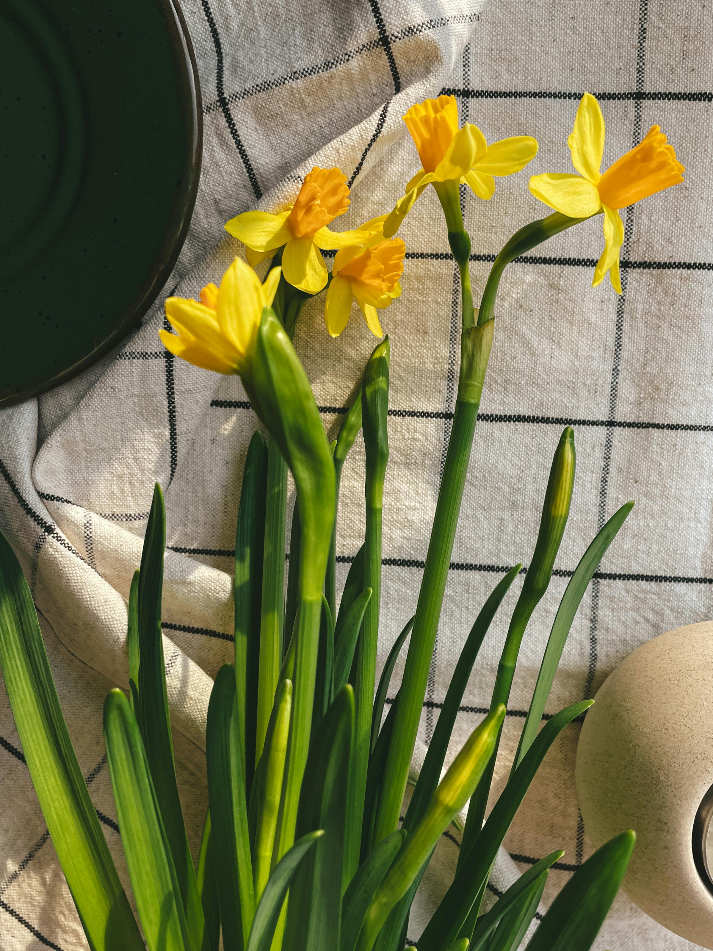 Close-Up Photo of Daffodil Flowers · Free Stock Photo