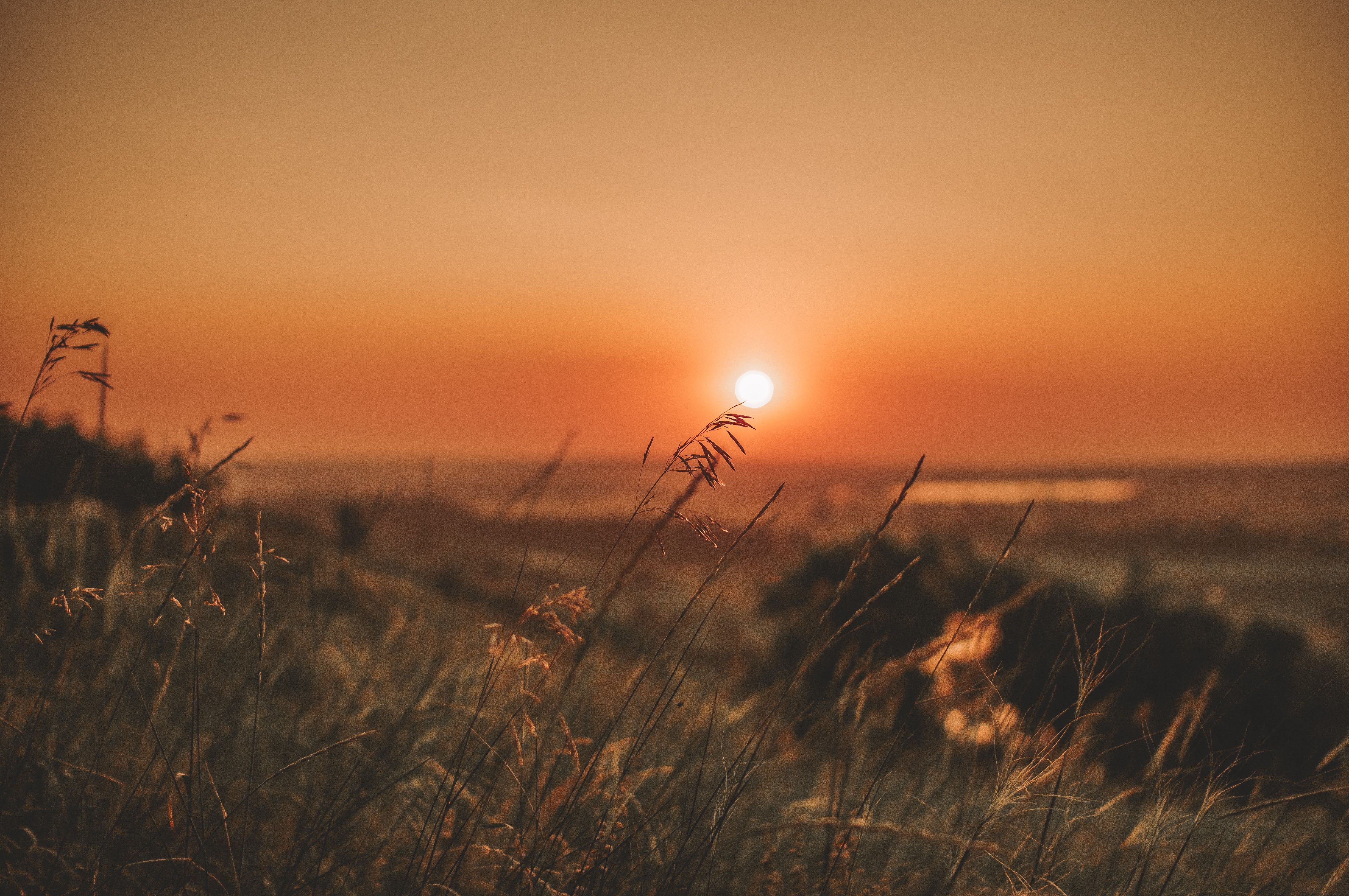 Close-Up Photo of Grass During Sunset · Free Stock Photo