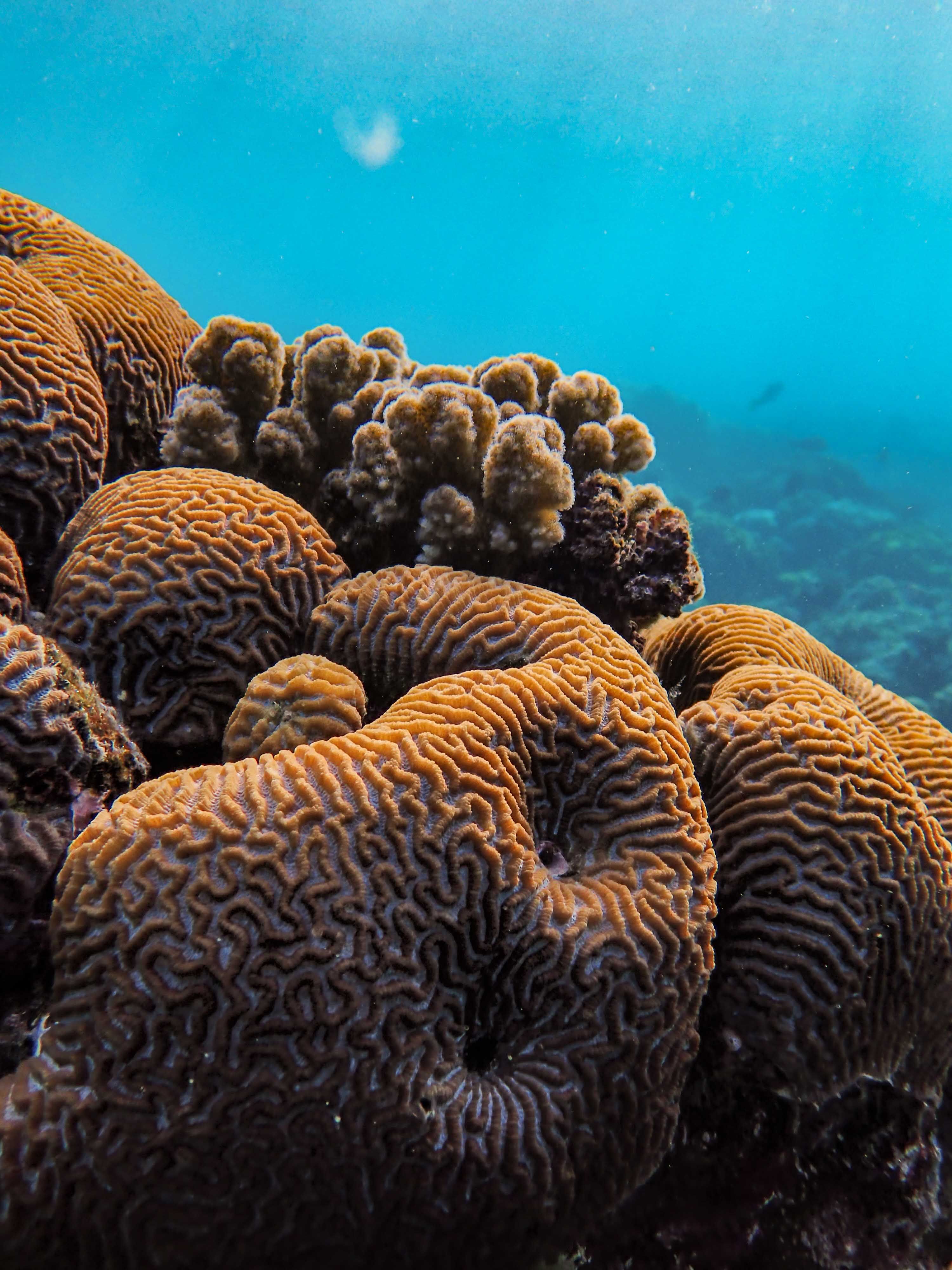 Coral Reef Under Water · Free Stock Photo
