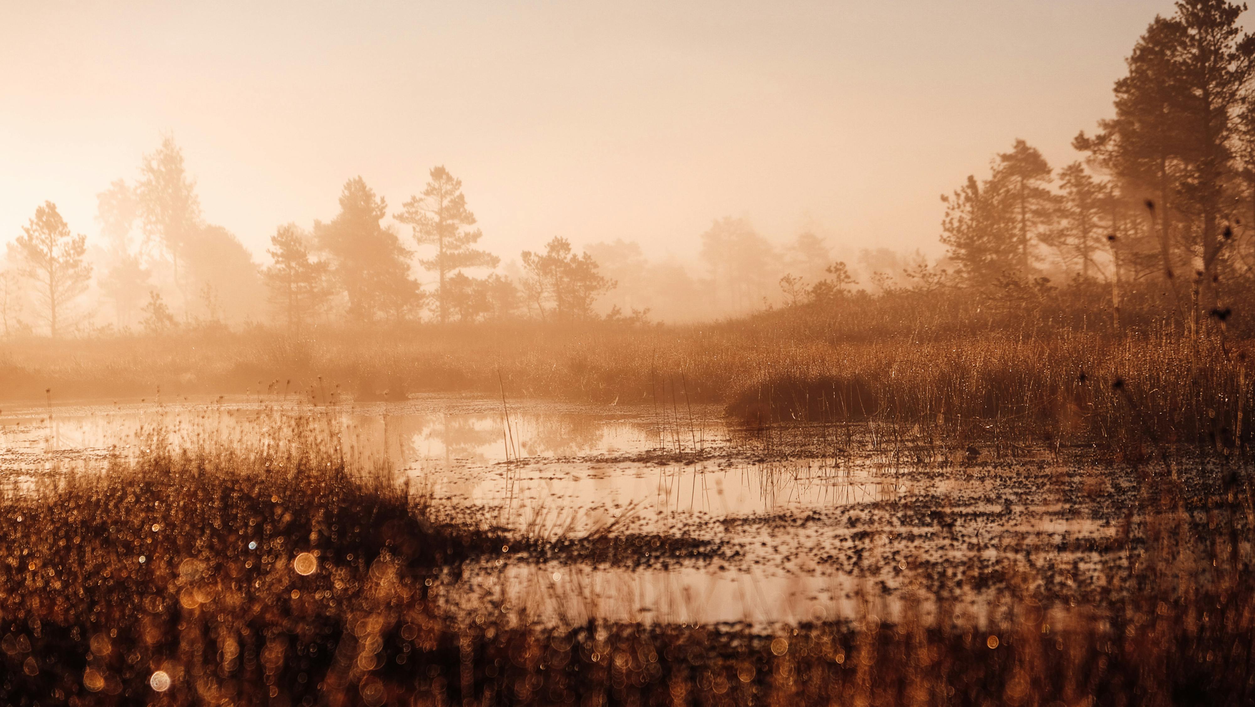 Magical golden light above swamp landscape · Free Stock Photo