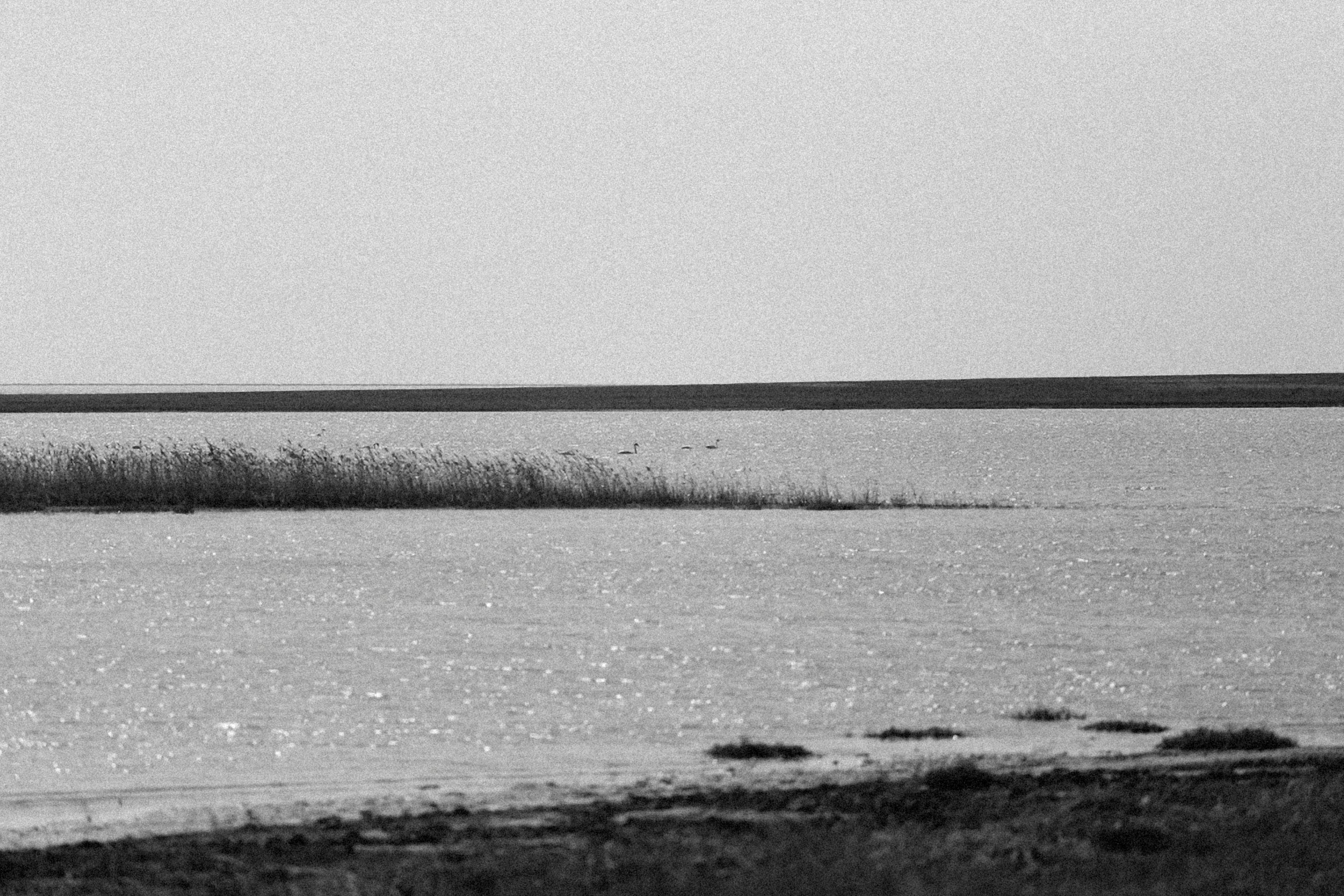 A Grayscale of a River · Free Stock Photo