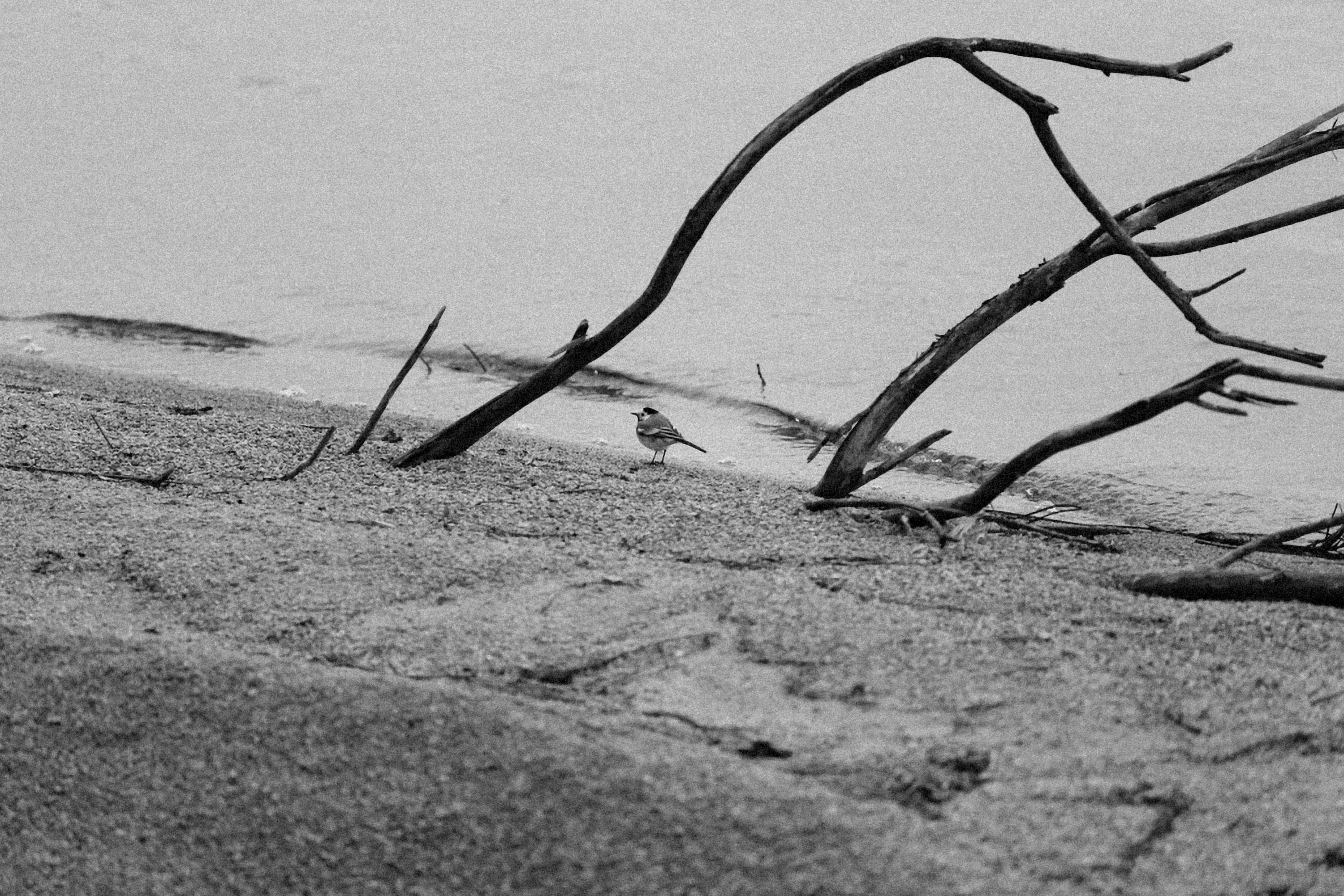 Grayscale Photo of a Turkey · Free Stock Photo