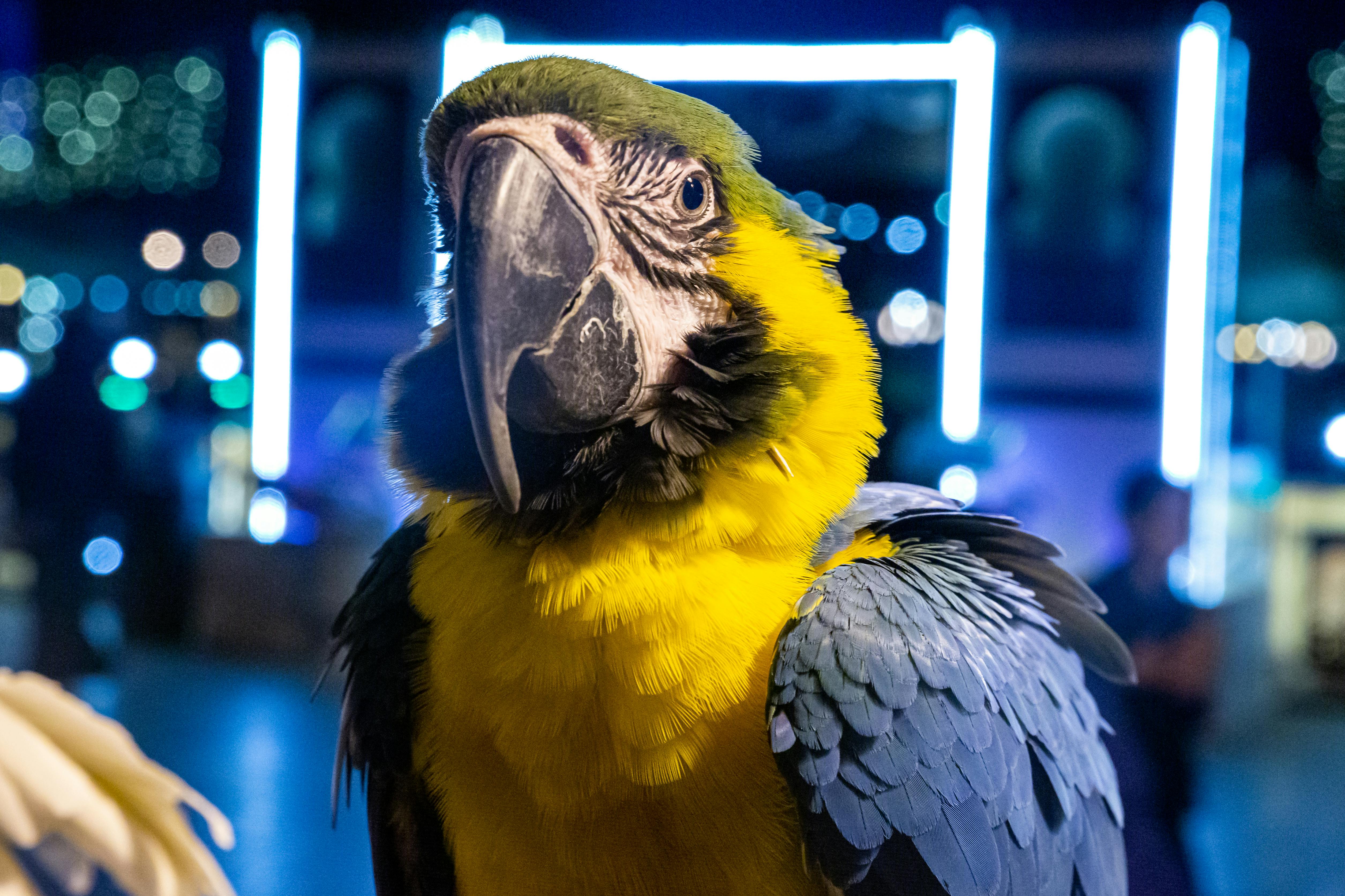A Macaw in Close-Up Photography · Free Stock Photo