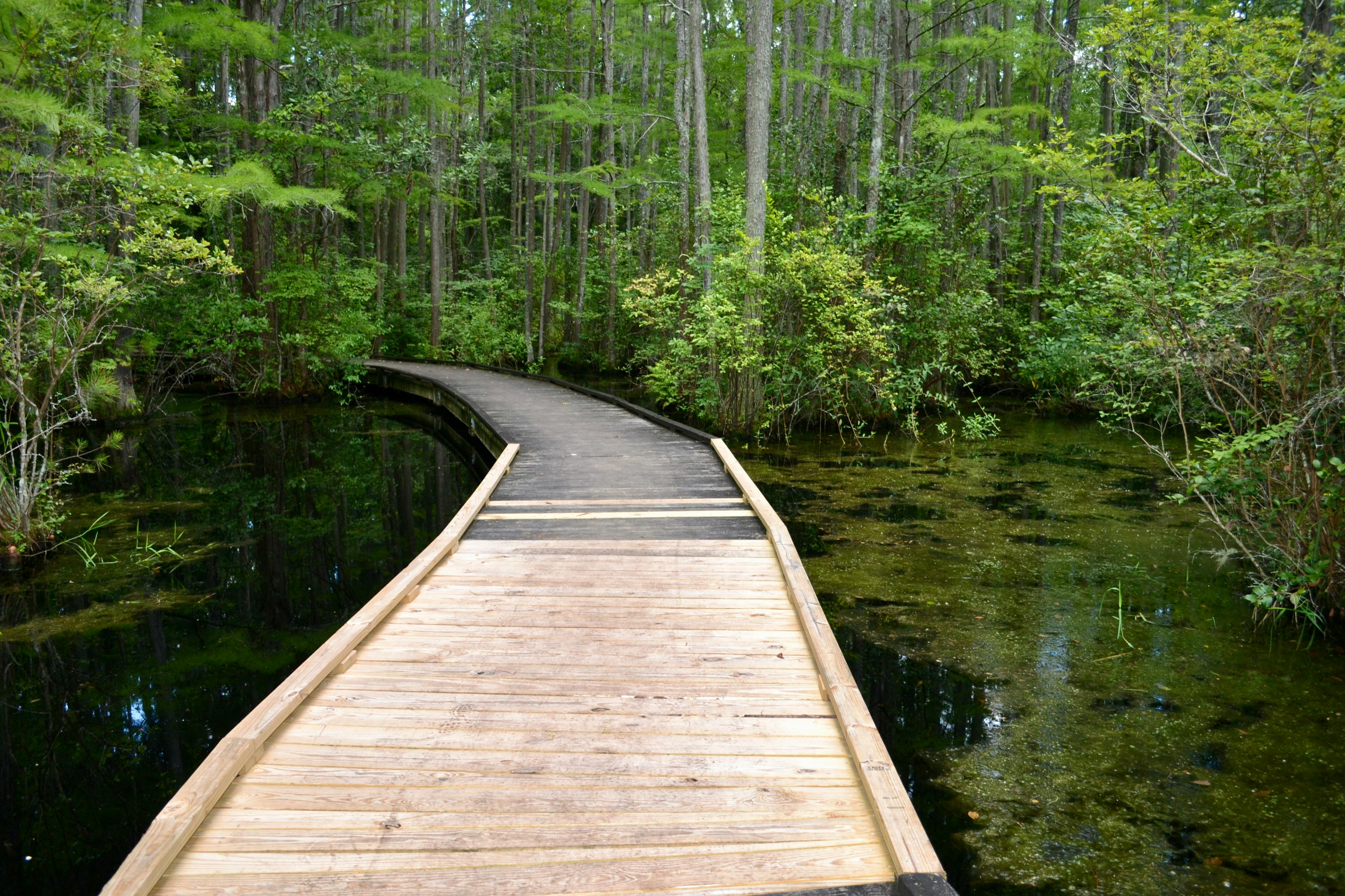 Wooden Bridge Over a Swamp in the Forest · Free Stock Photo