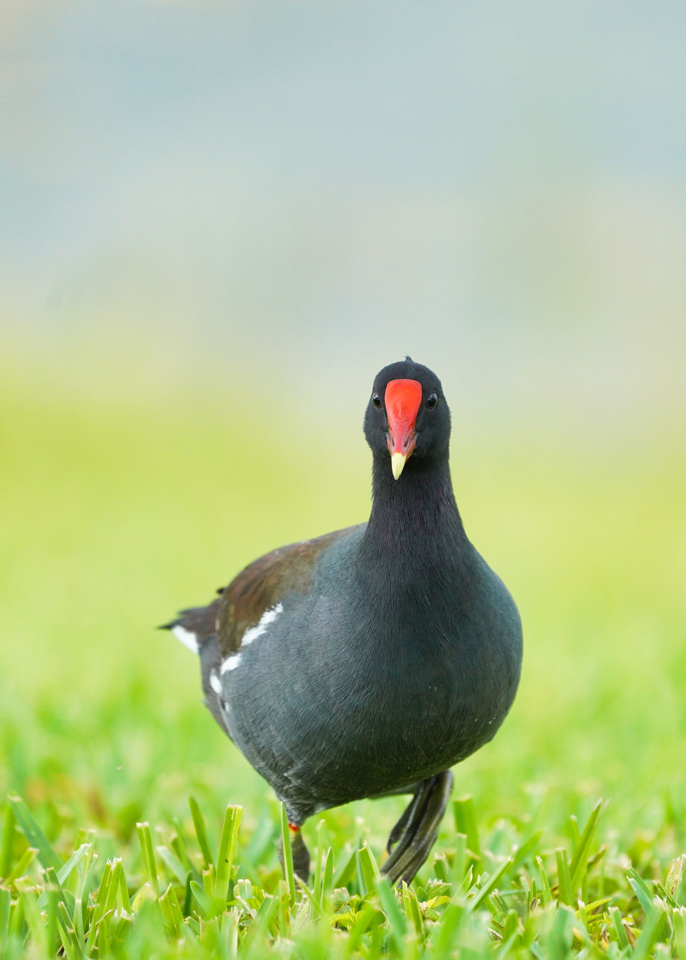 Common Moorhen Photos, Download The BEST Free Common Moorhen Stock ...