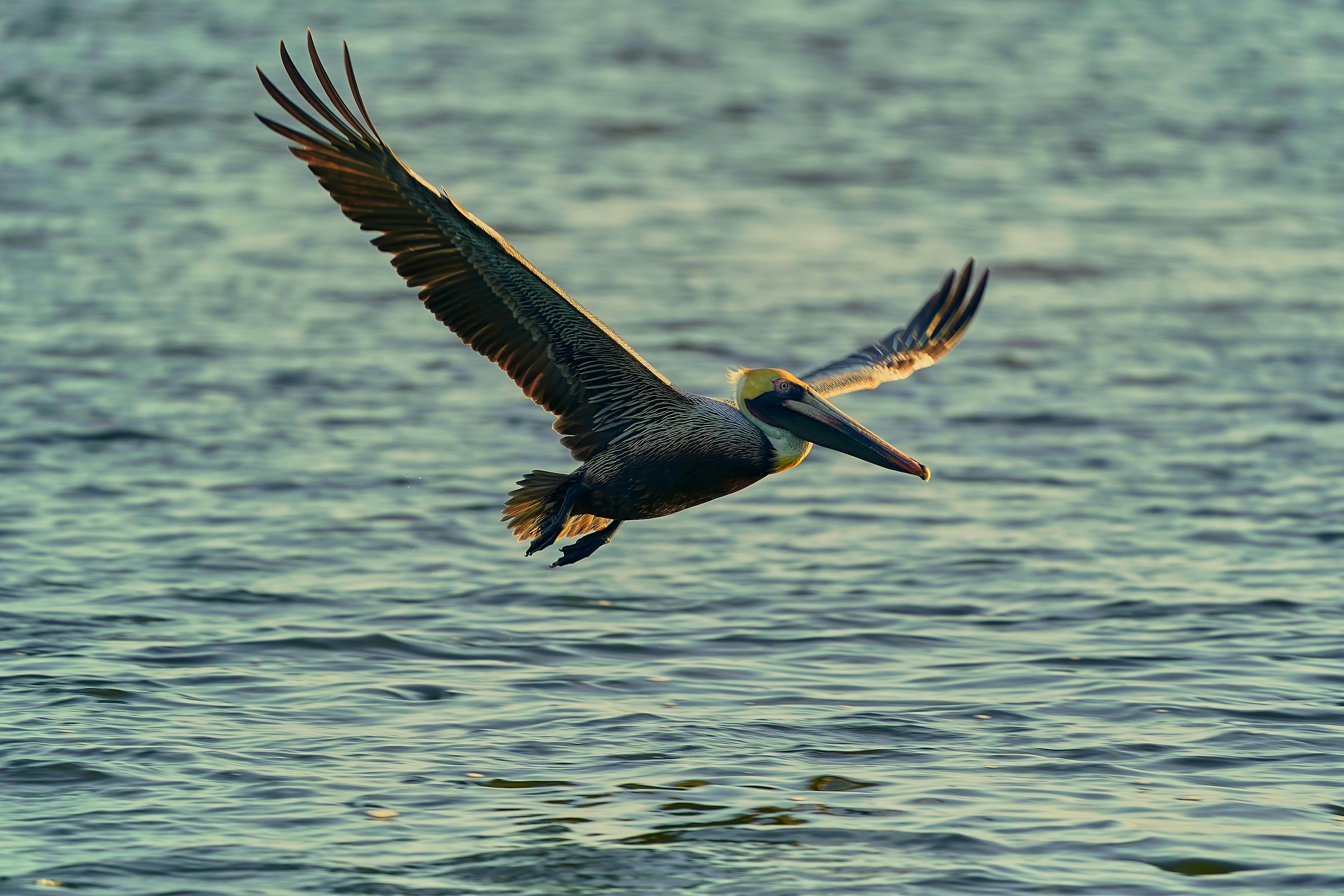Bird Flying over Body of Water · Free Stock Photo