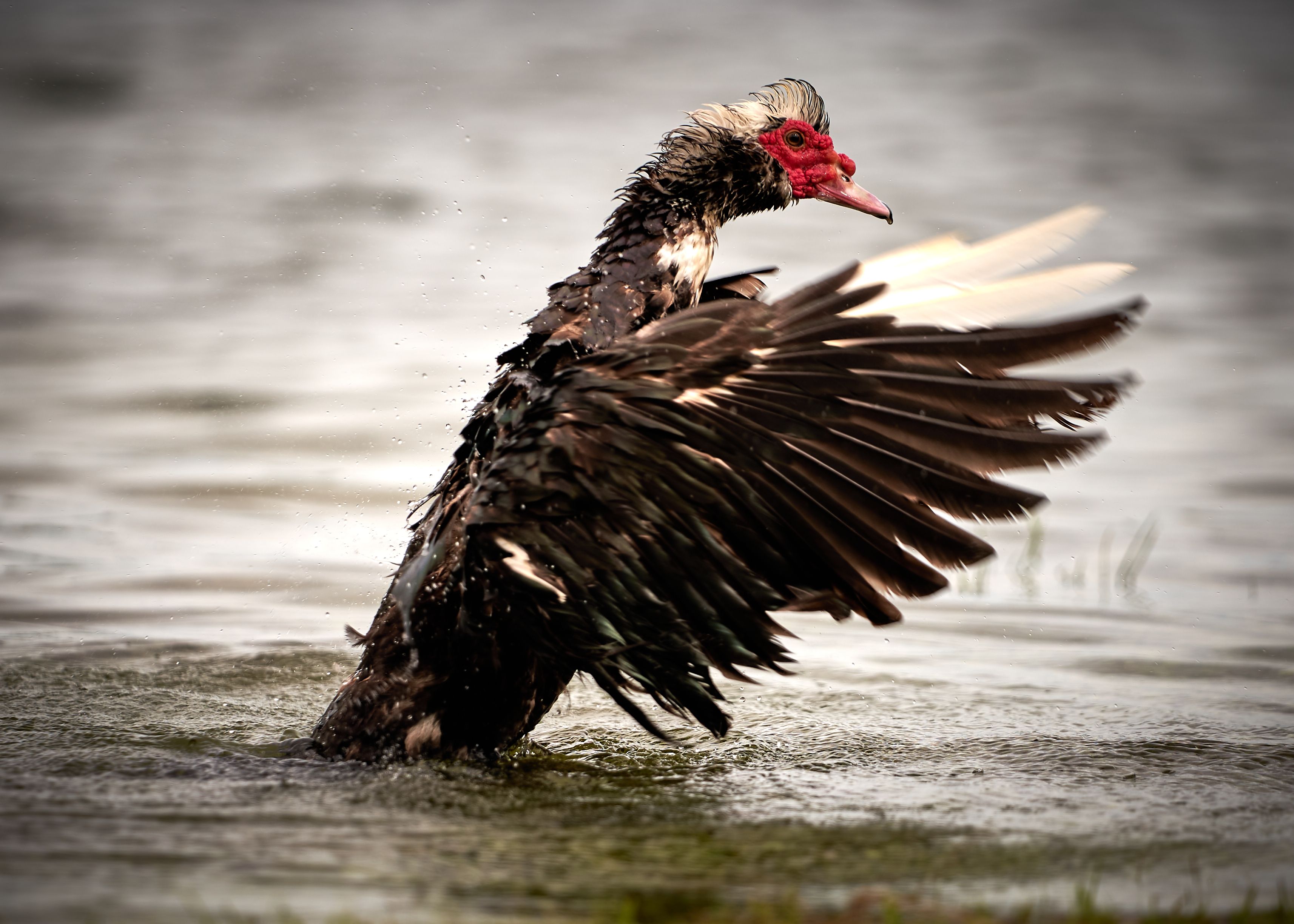 A Muscovy Duck and Its Ducklings · Free Stock Photo