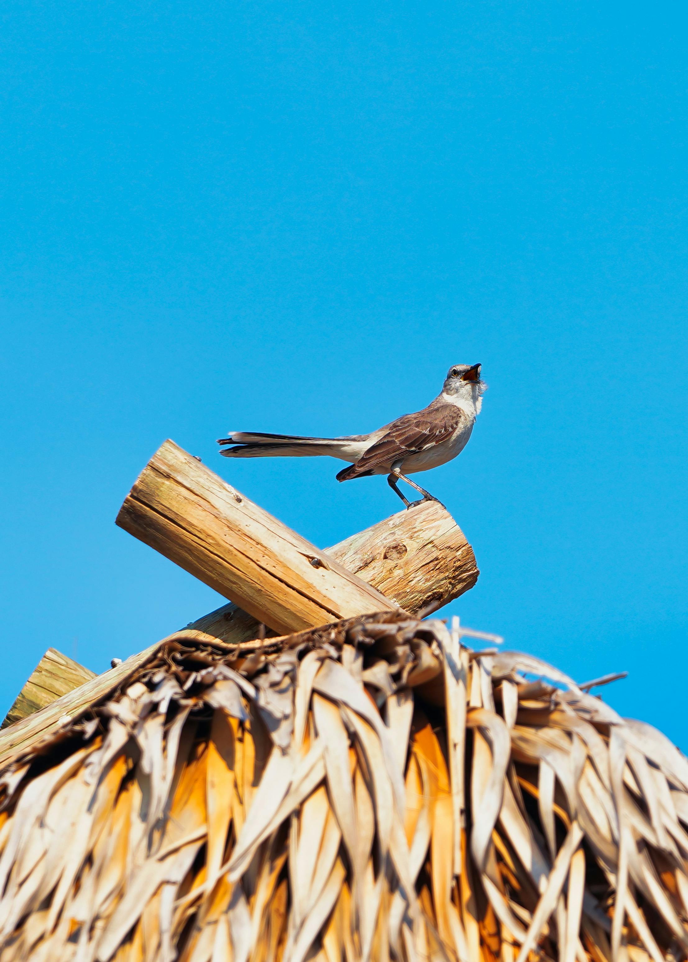 Mockingbird Song Photos, Download The BEST Free Mockingbird Song Stock ...