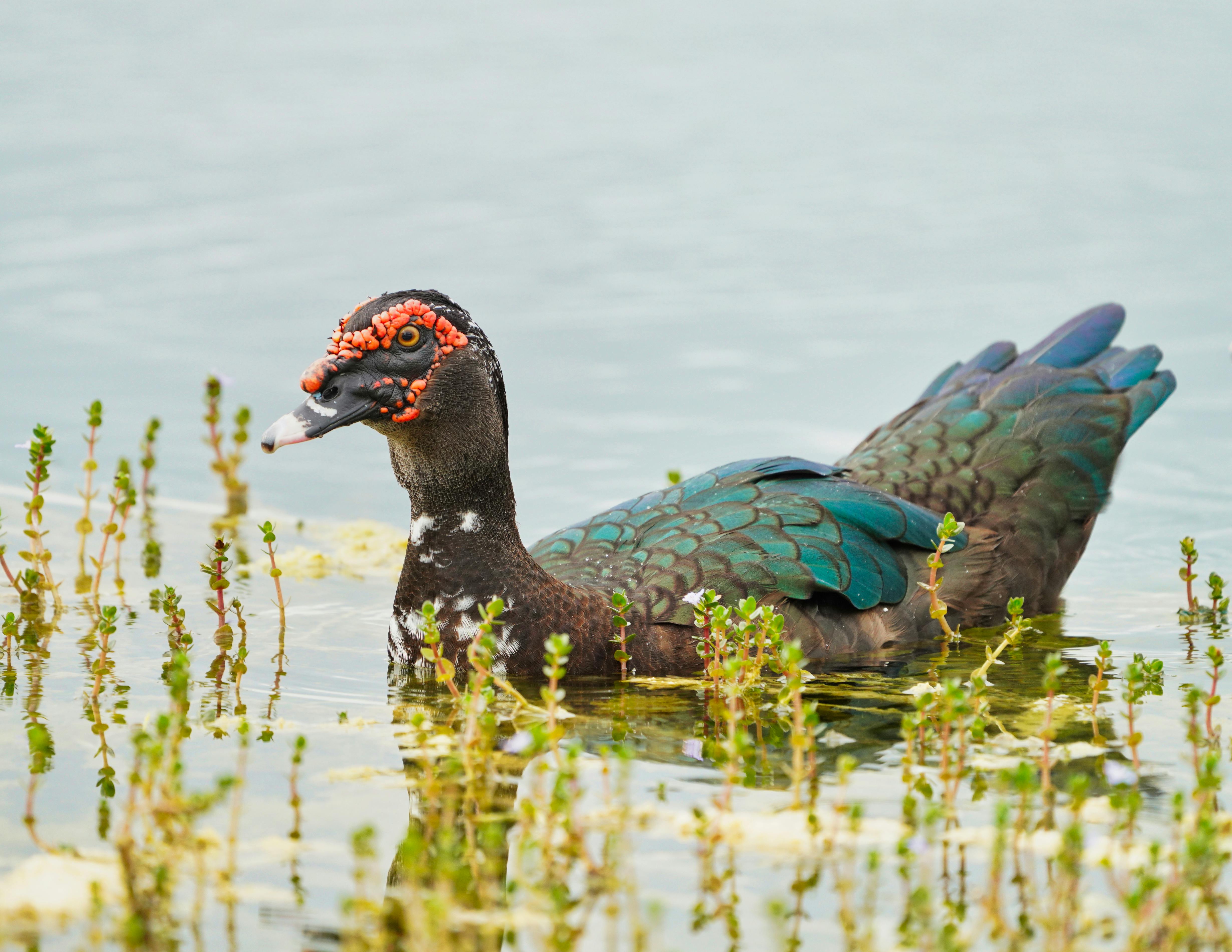 Photo of Duck on Water · Free Stock Photo