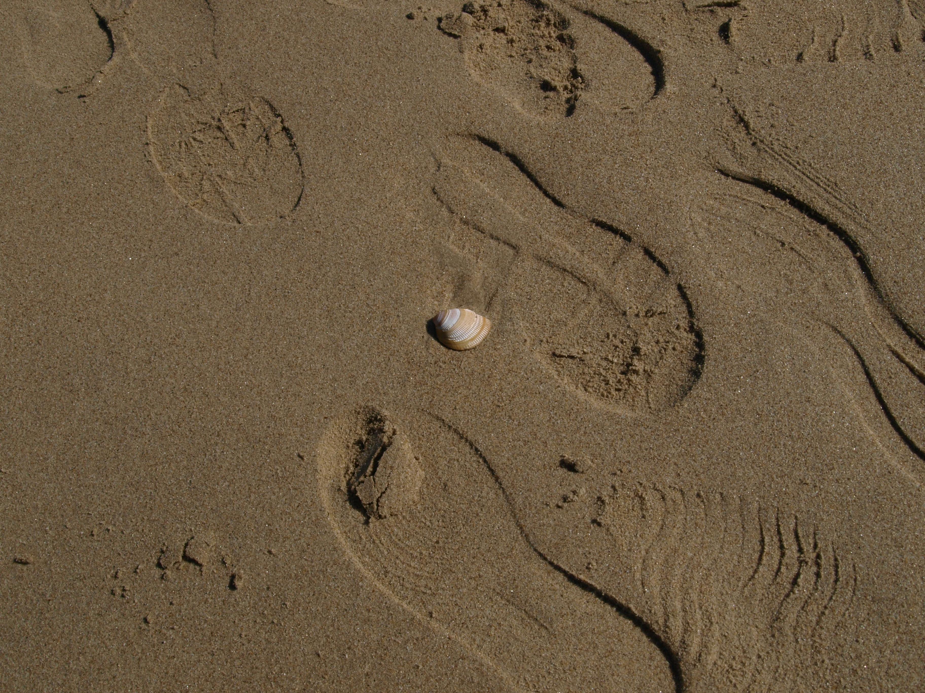 A Footprints and Shell on the Sand · Free Stock Photo