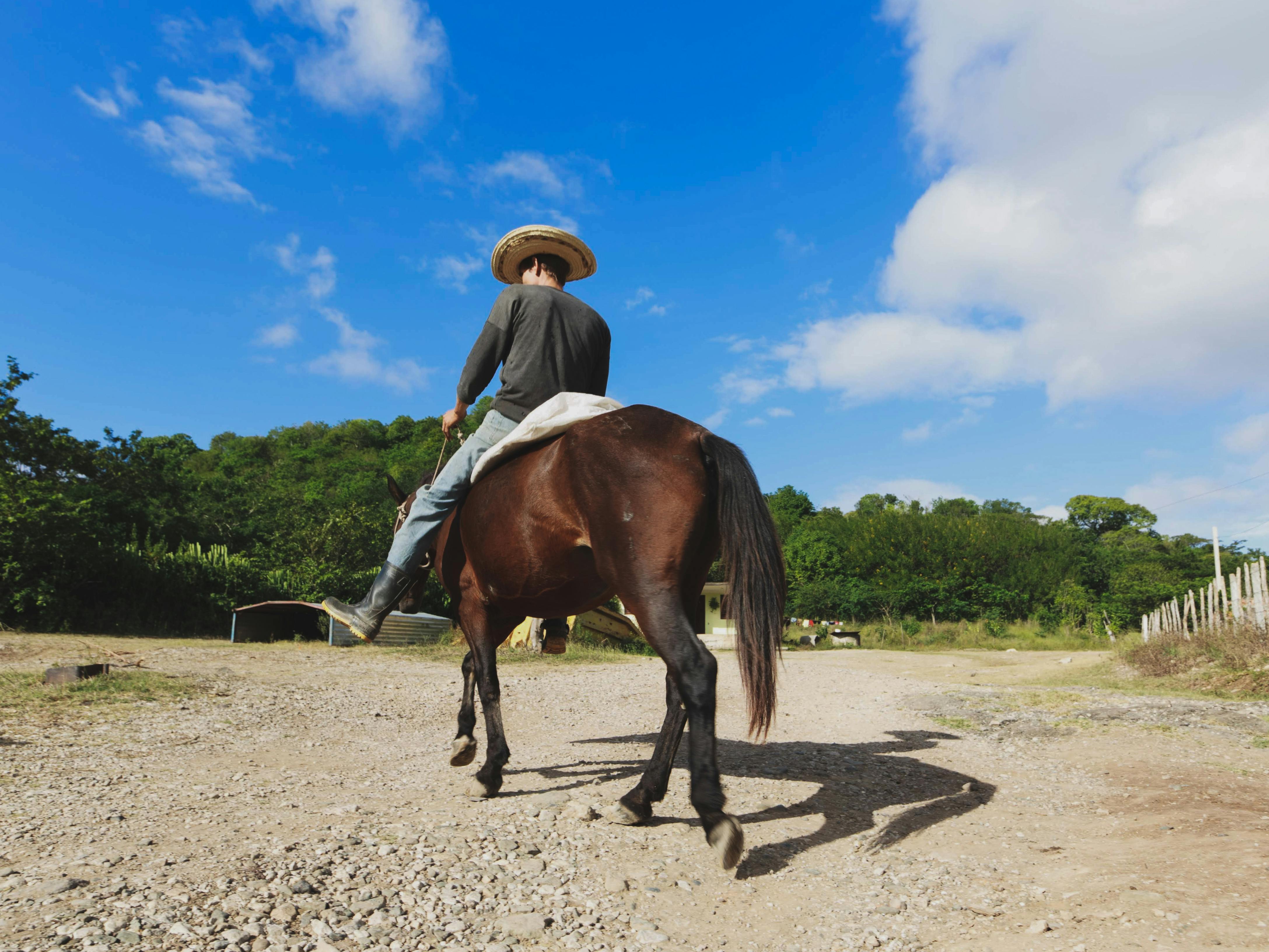 Back View of a Man Riding a Brown Horse · Free Stock Photo