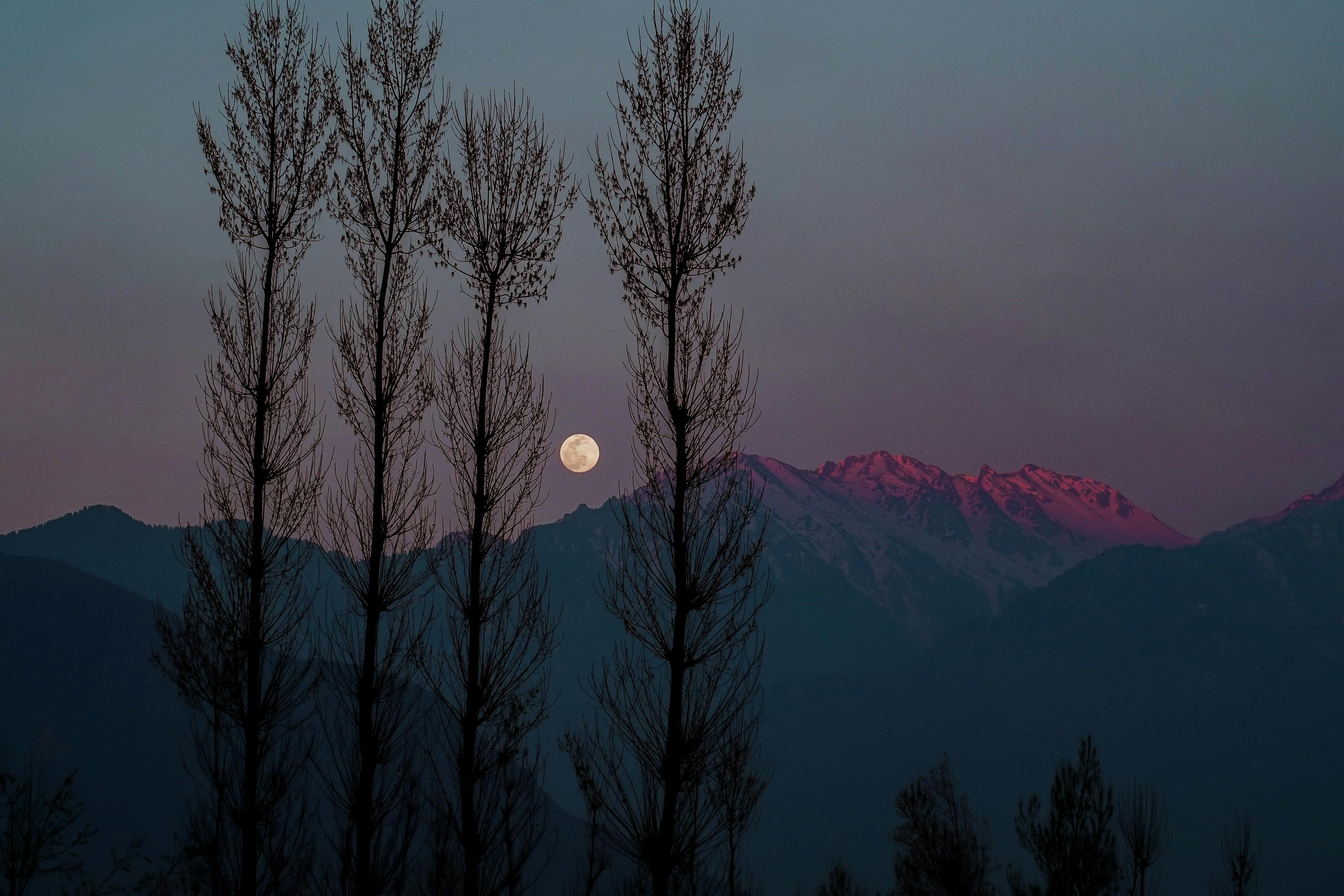 Moon With Tree Wallpaper Photos, Download The BEST Free Moon With Tree ...