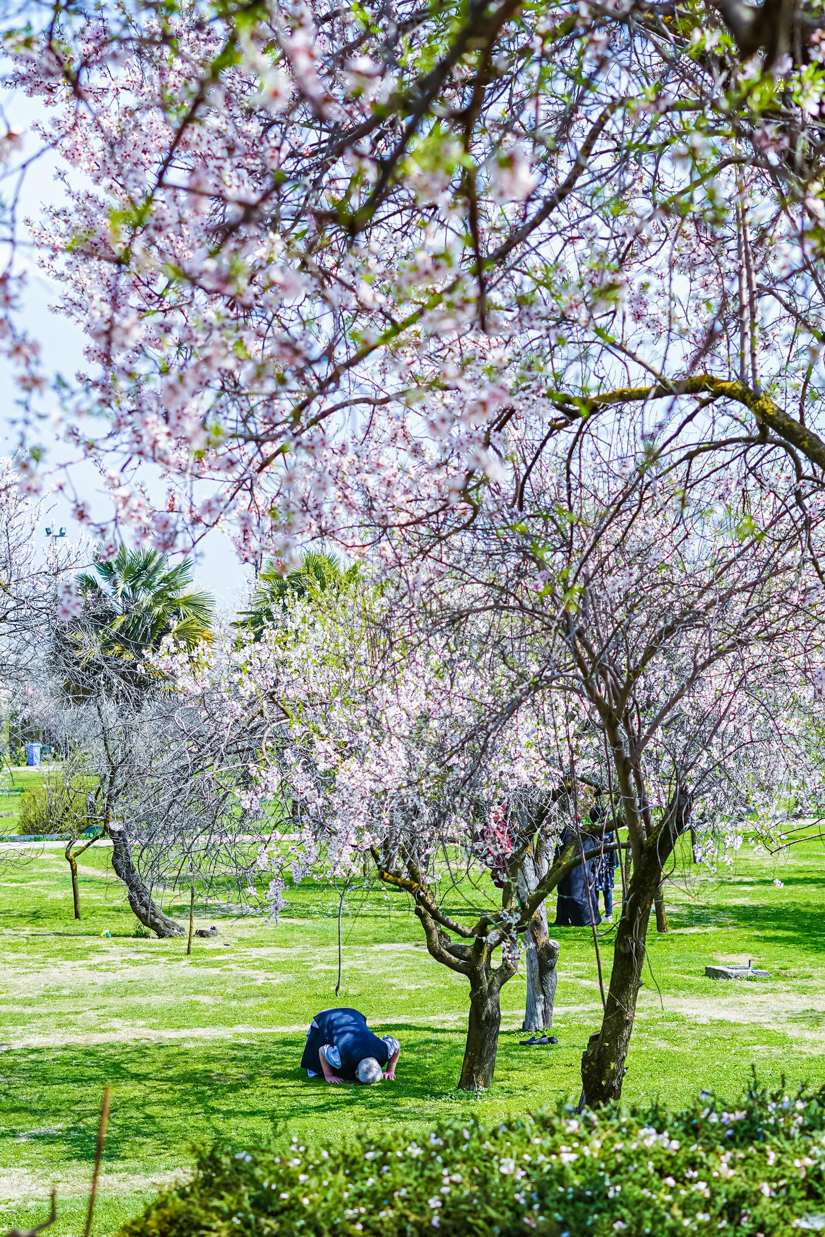 Man Kneeling on Grass near a Tree · Free Stock Photo