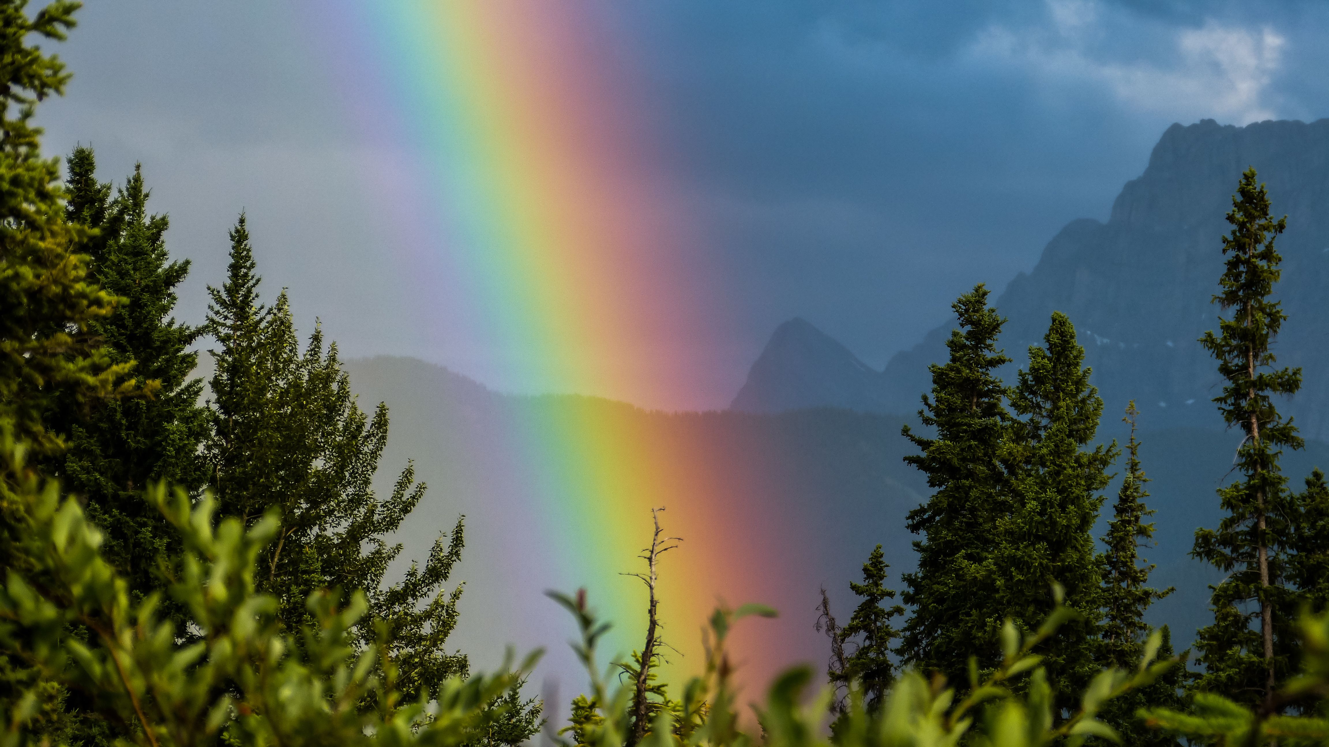A Rainbow near Trees · Free Stock Photo