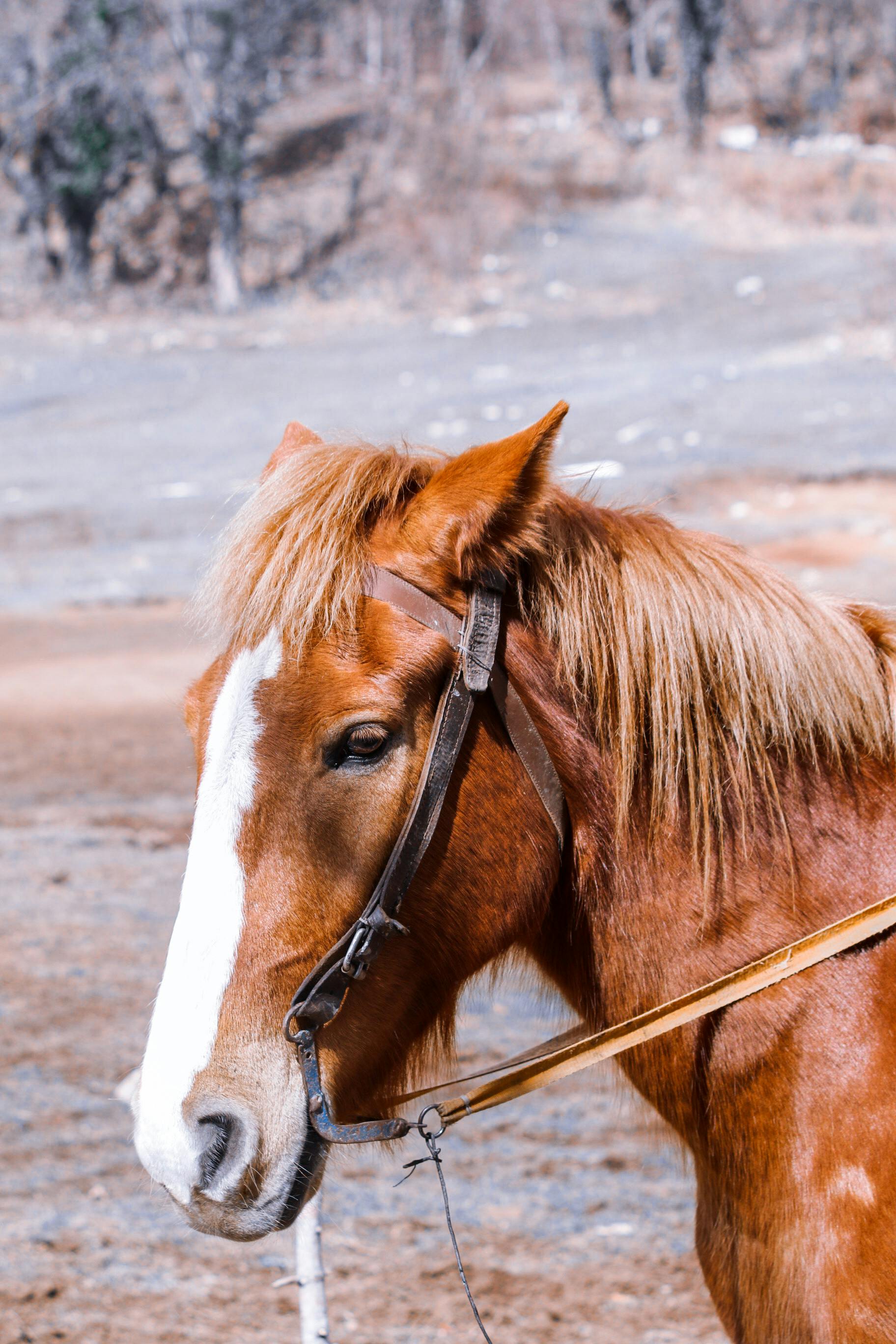 3 Horse Racing on Field · Free Stock Photo