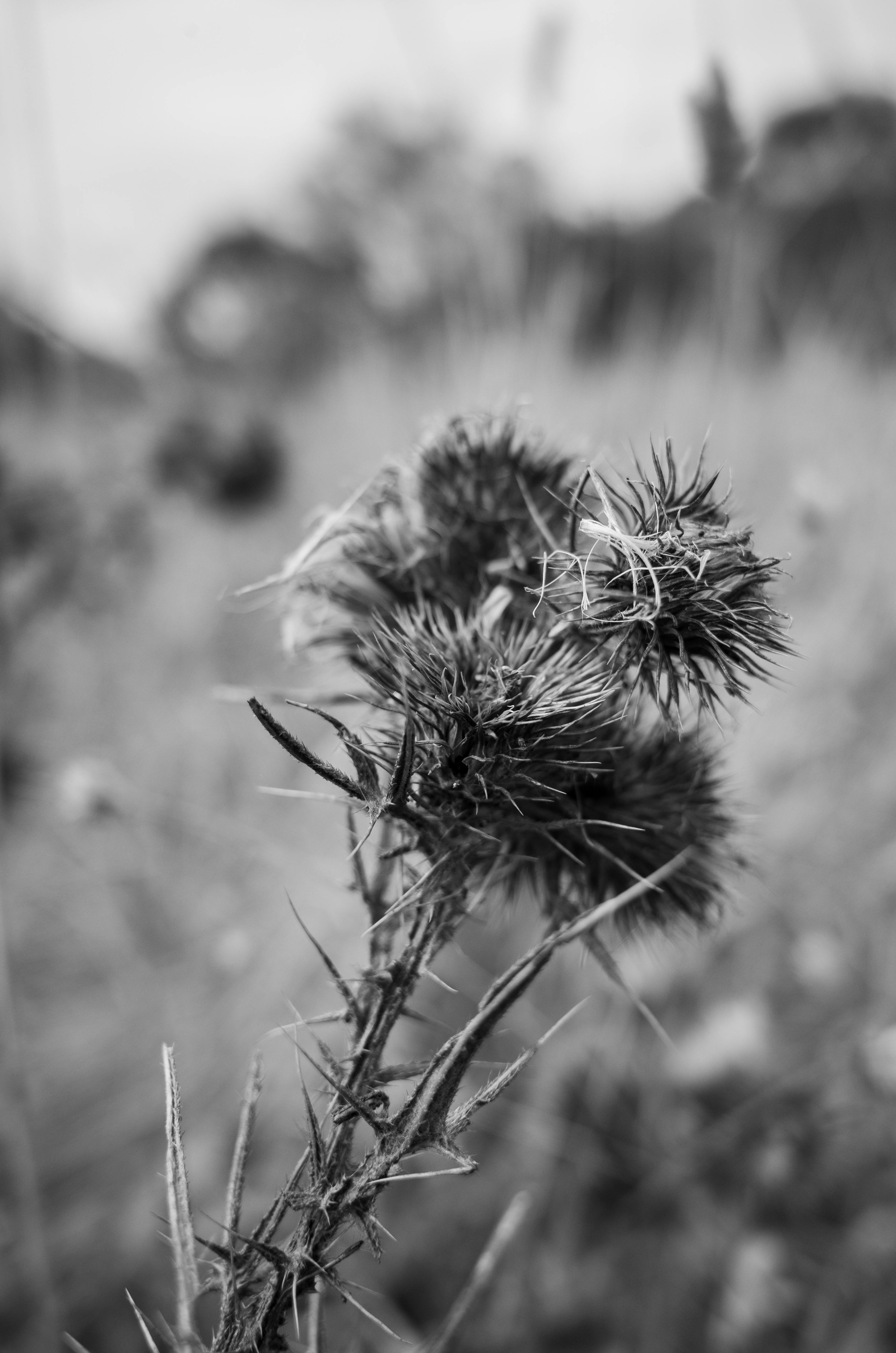 Grayscale Photography of Grass · Free Stock Photo