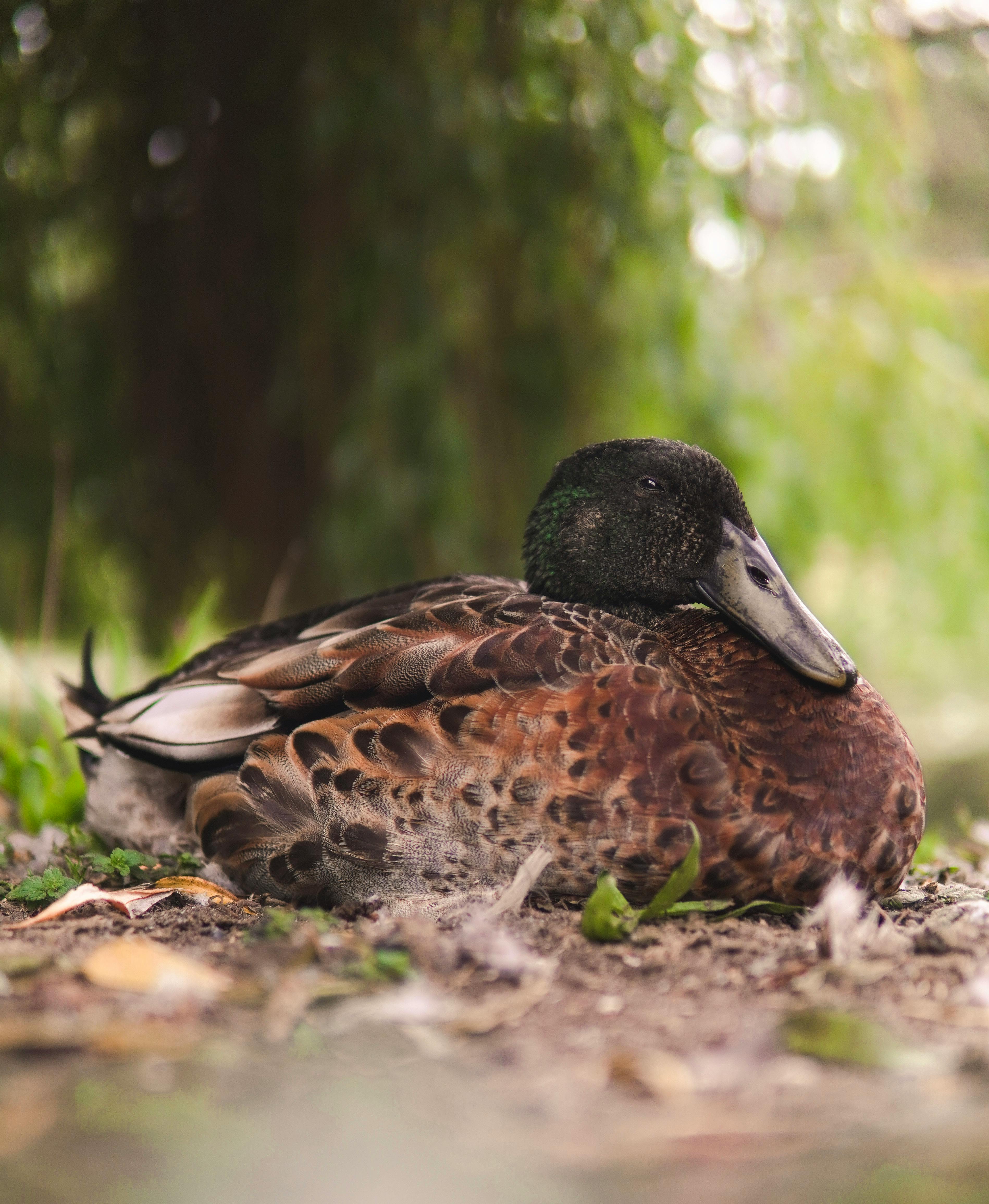 A Wild Duck Curled on the Ground · Free Stock Photo