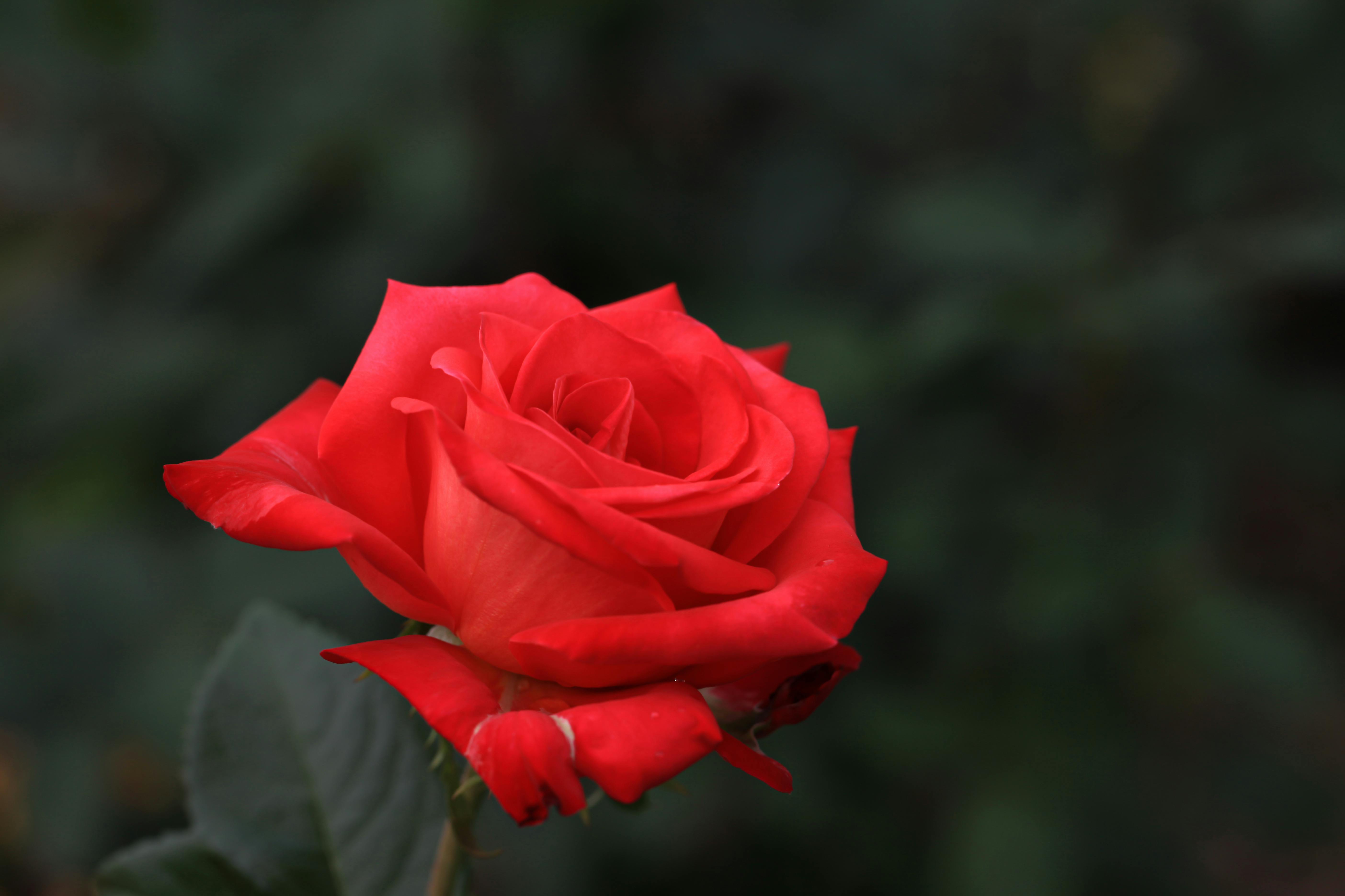 Red Roses · Free Stock Photo