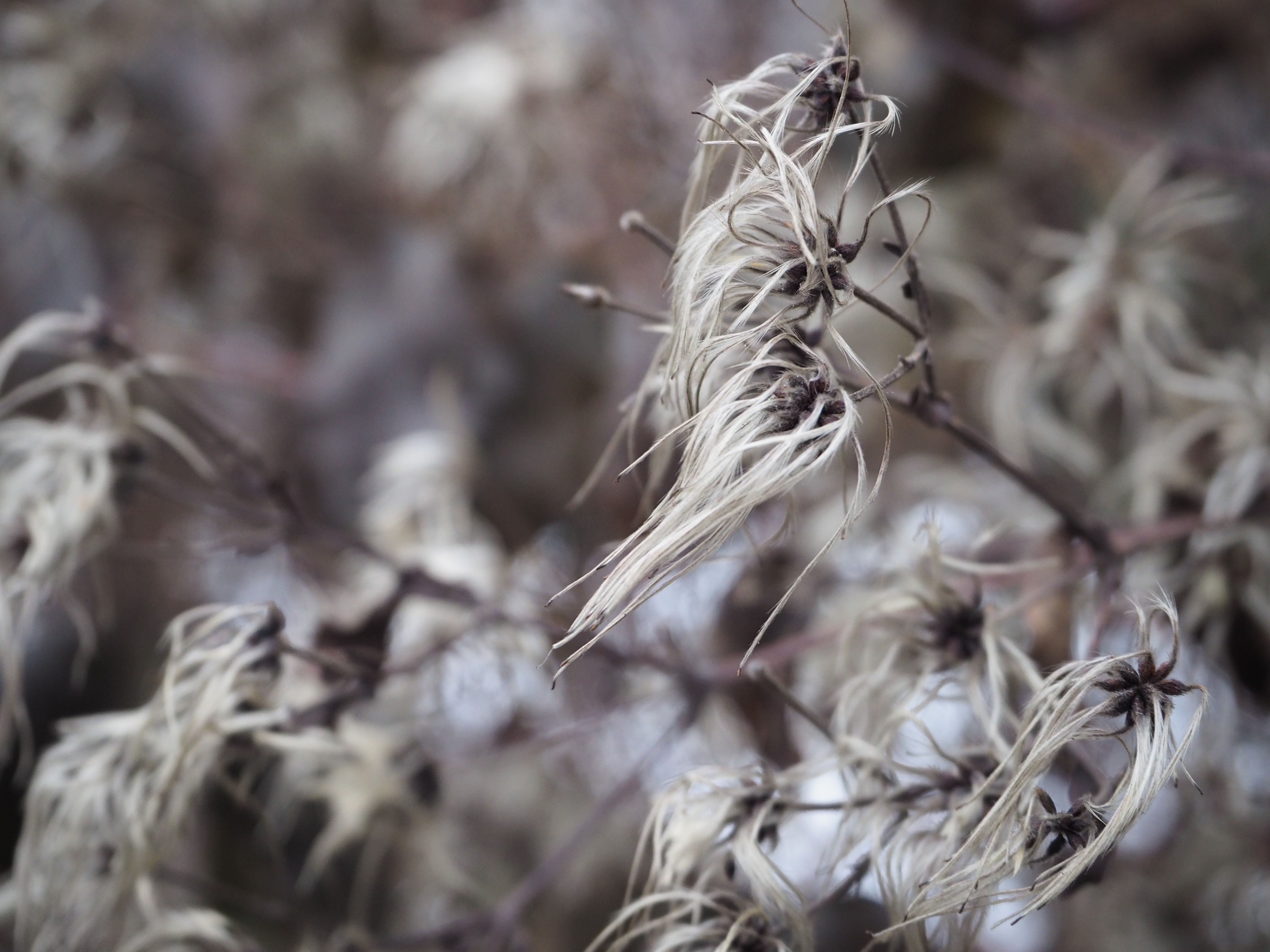 Close-up of Conifer Branch · Free Stock Photo