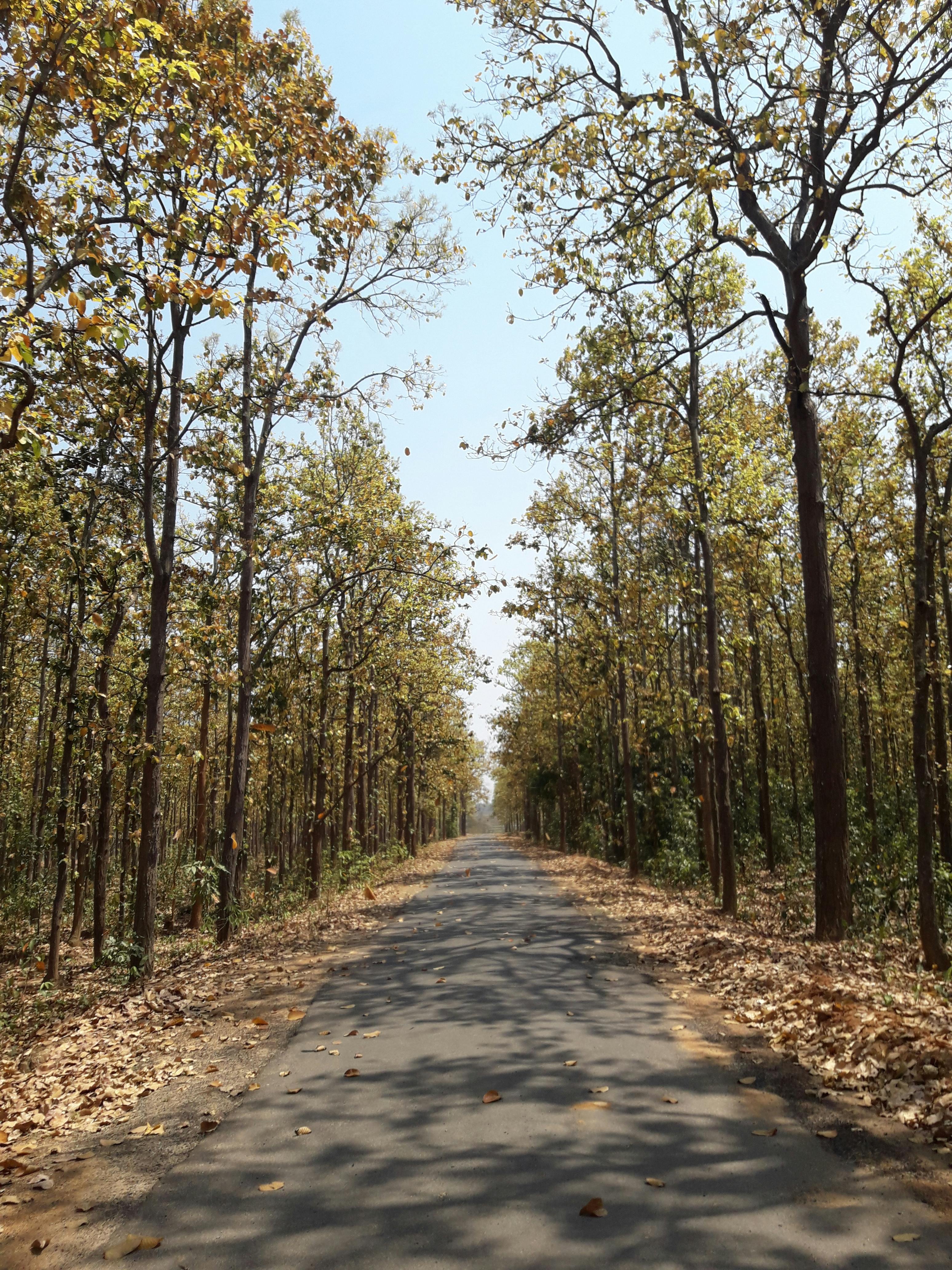 Full Grown Trees Photos, Download The BEST Free Full Grown Trees Stock ...