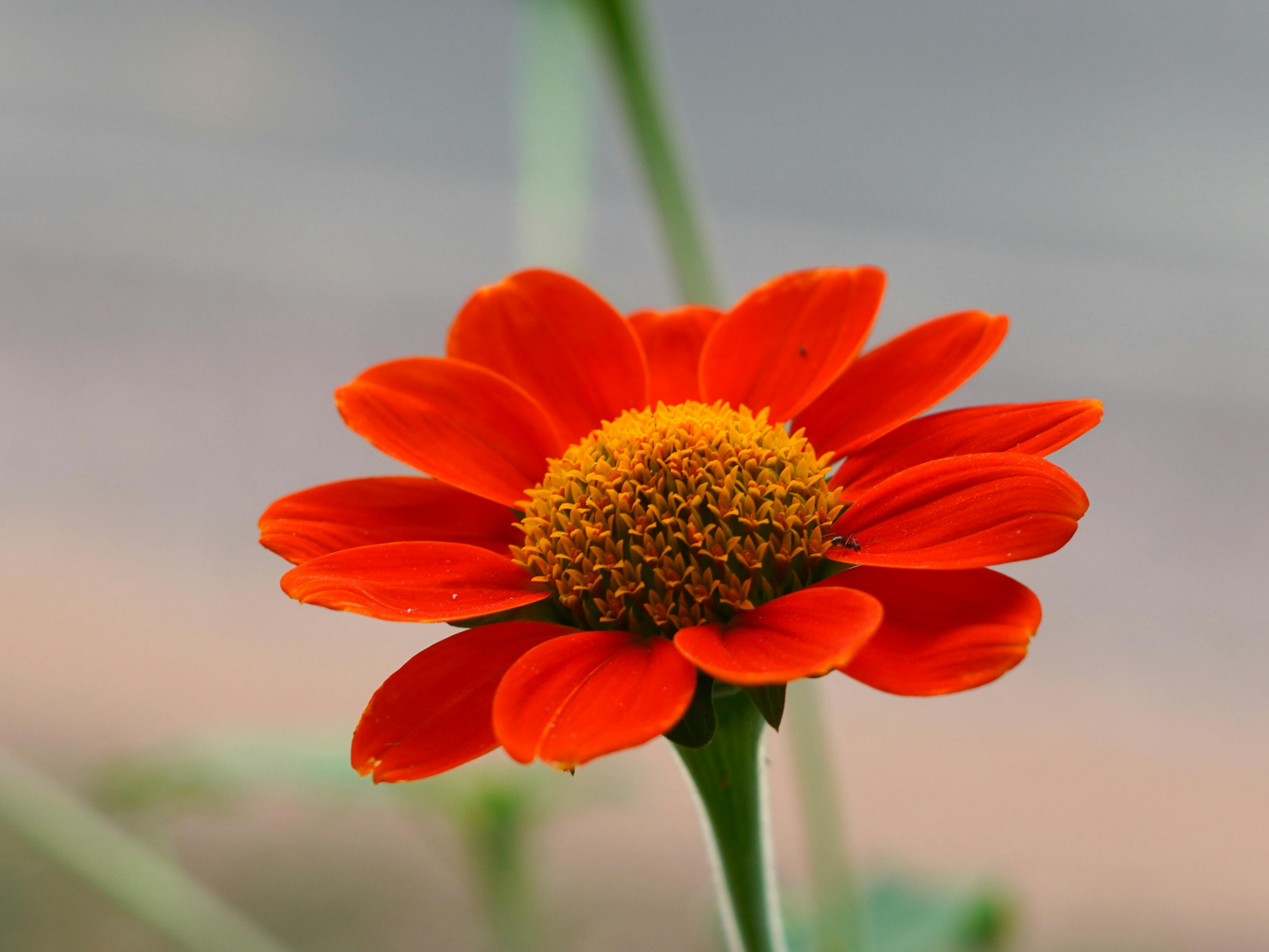 Mexican Sunflower Photos, Download The BEST Free Mexican Sunflower ...