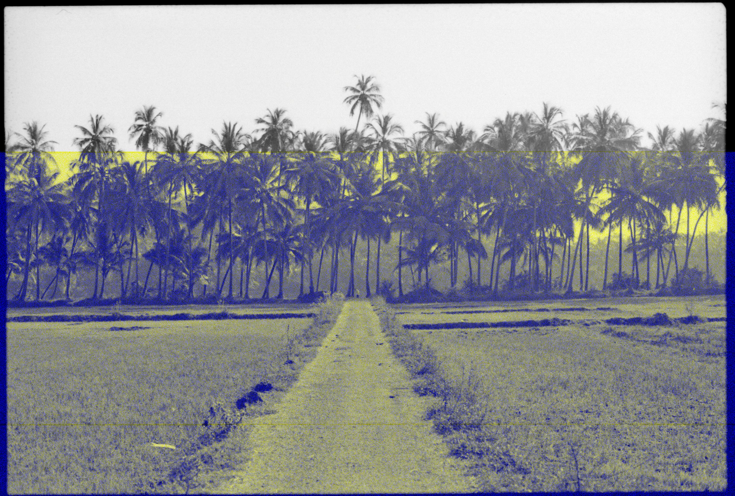 Dirt Road Leading to Coconut Trees · Free Stock Photo