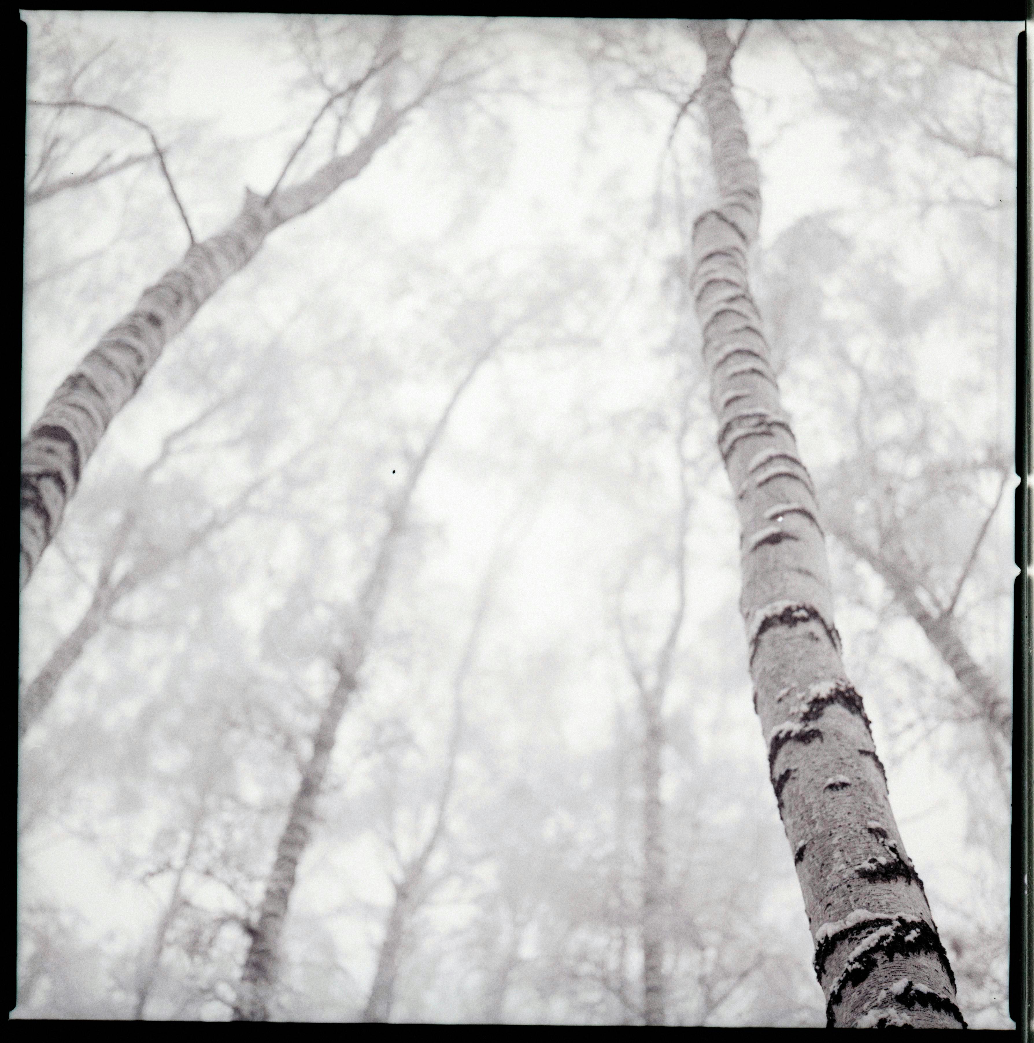 Grayscale Photo of Forest Trees · Free Stock Photo