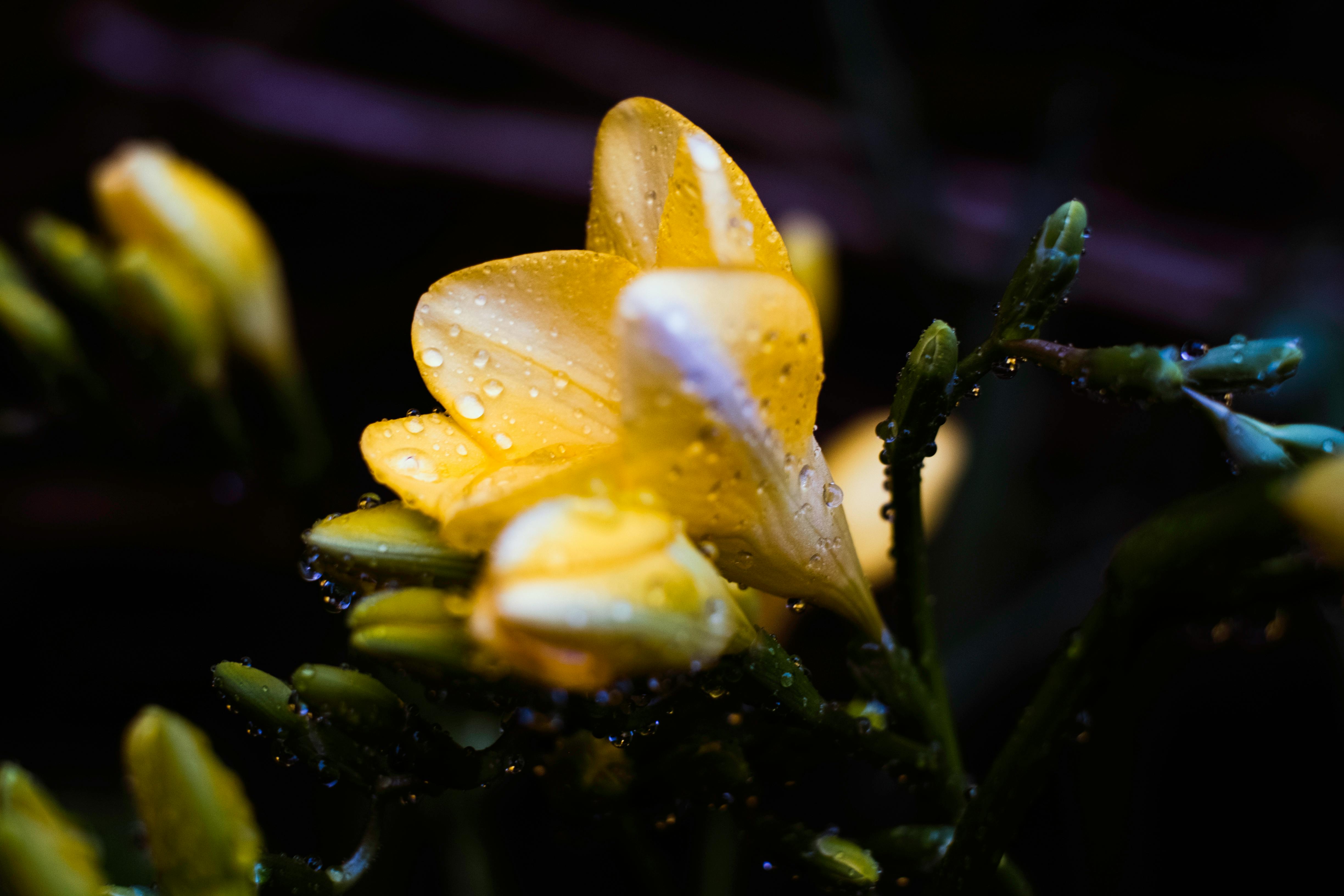 Crocus Flavus Flowers and Green Leaves on the Ground · Free Stock Photo
