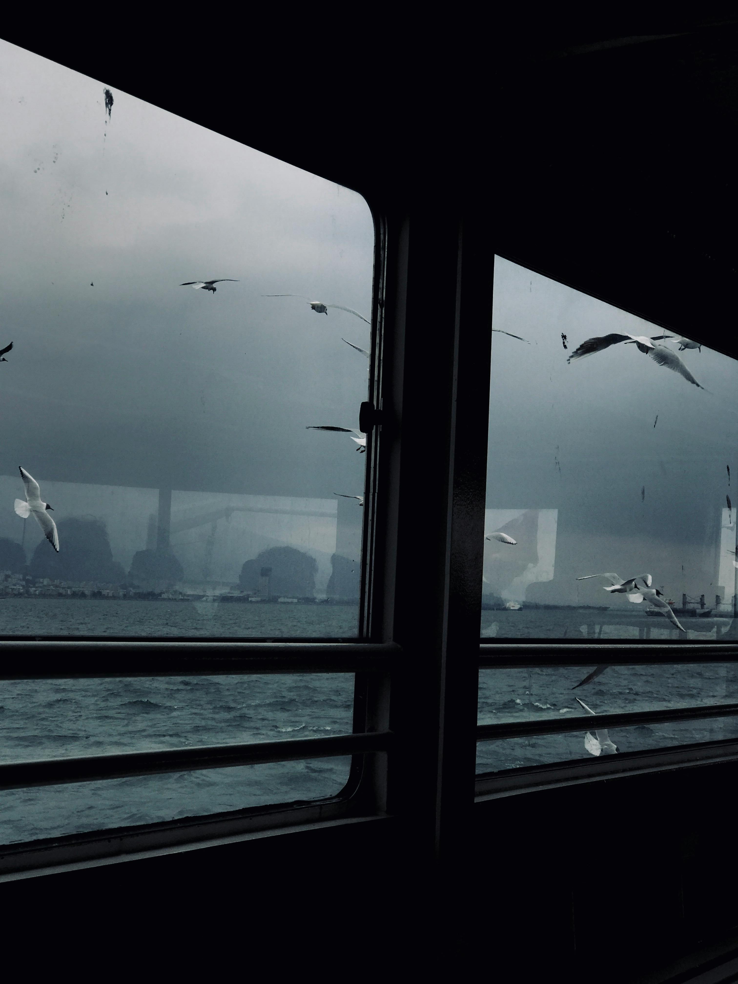 Birds Moving Photos, Download The BEST Free Birds Moving Stock Photos ...