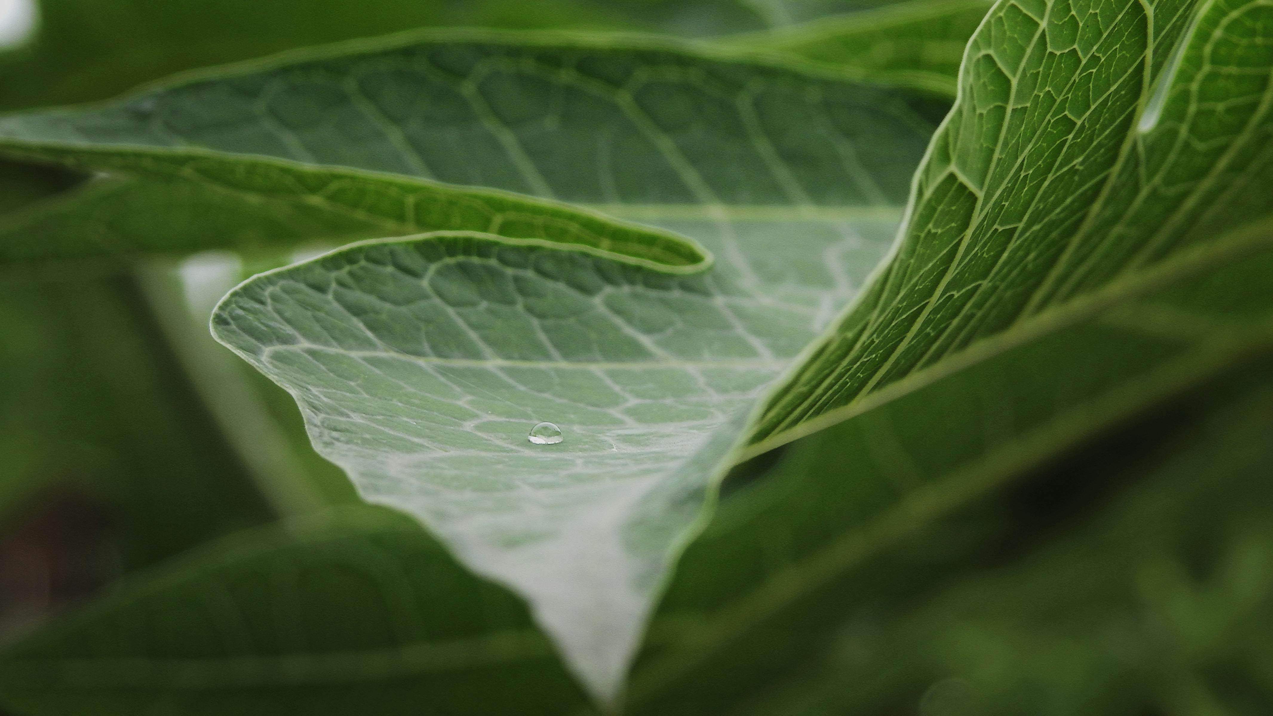 Anthony Gideon - Photography