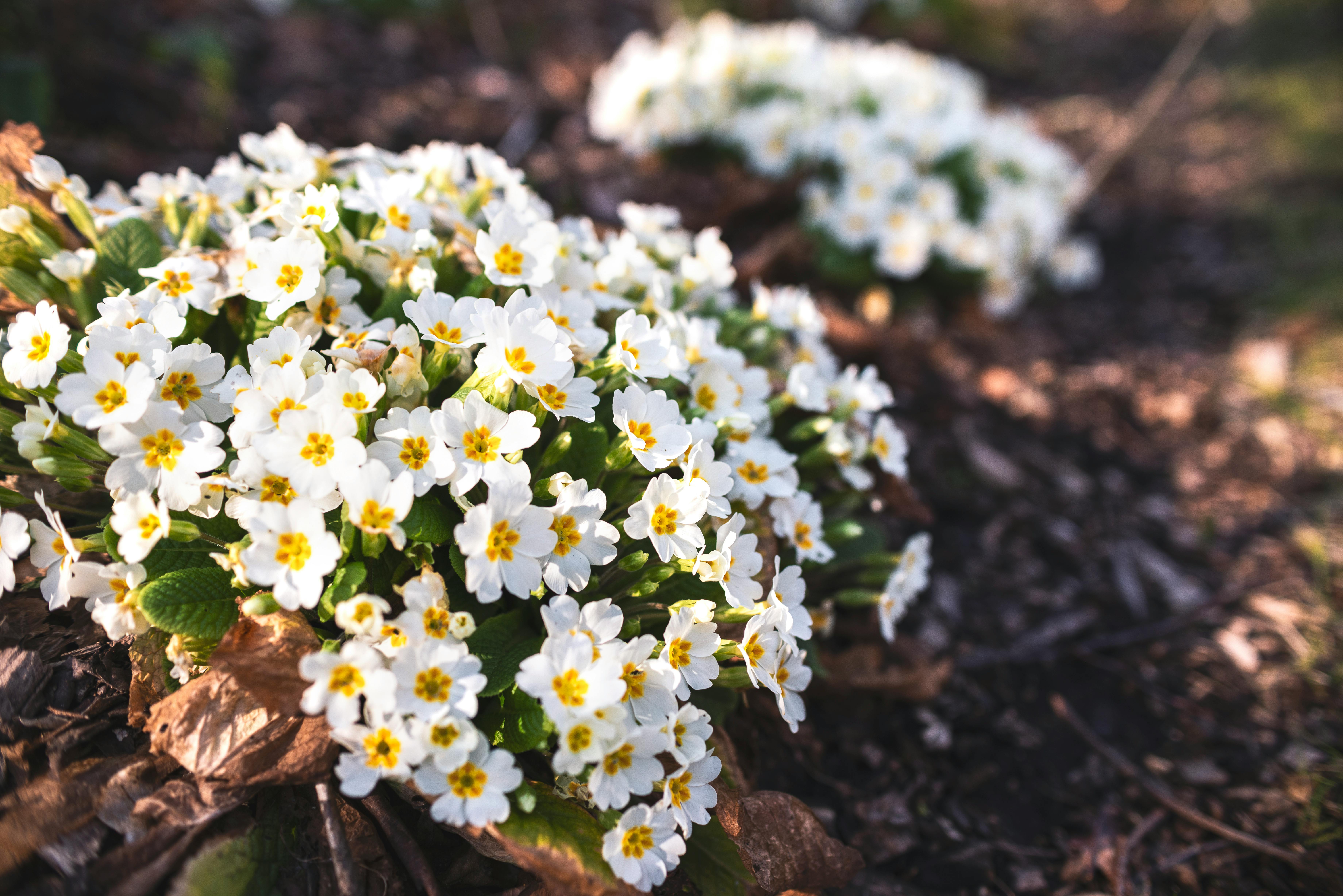 Close-Up Shot of Blooming Primrose Flowers on the Ground · Free Stock Photo