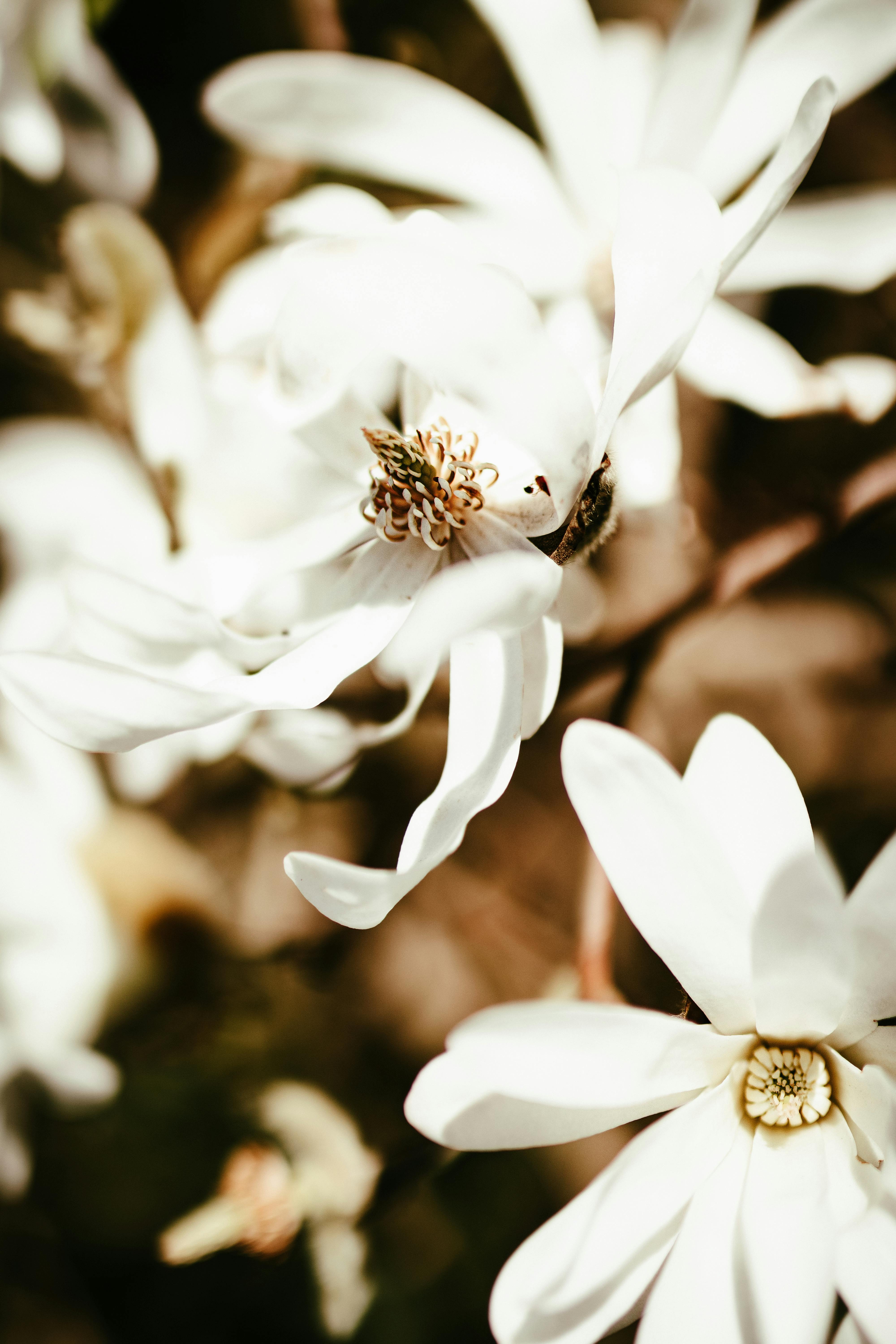A Scarlet Star Flower in Bloom · Free Stock Photo
