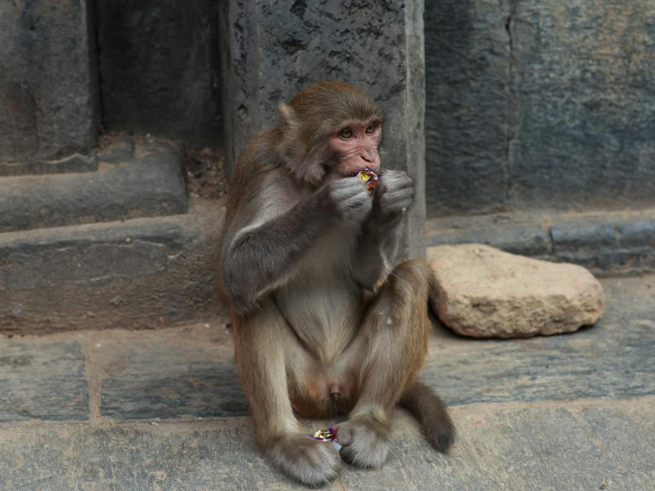 Crab Eating Macaque: Habitat, Diet, and Conservation Efforts