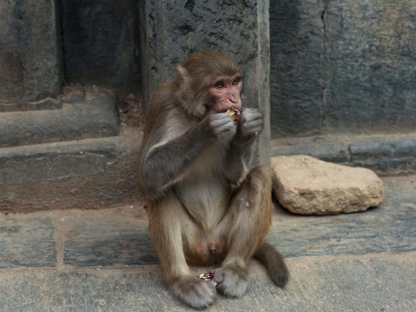 Crab Eating Macaque: Habitat, Diet, and Conservation Efforts