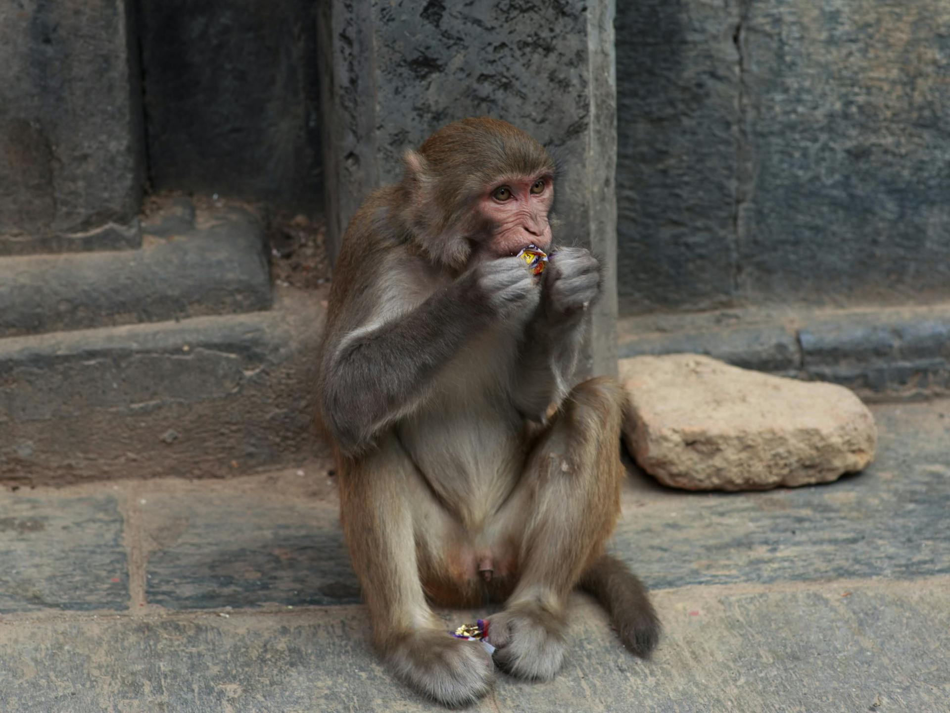Crab Eating Macaque: Habitat, Diet, and Conservation Efforts