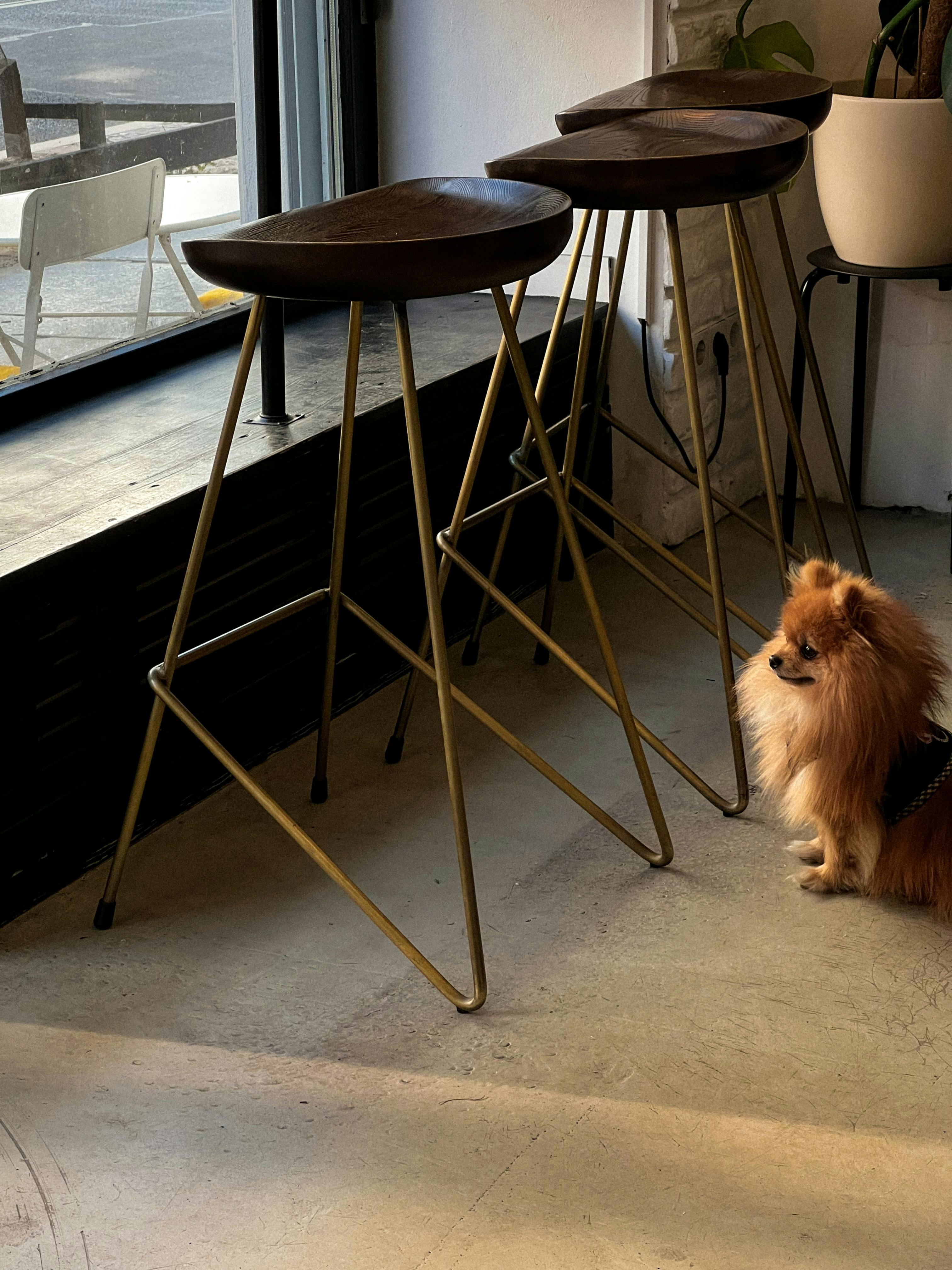 A Dog Sitting Near Wooden Bar Stools by the Window · Free Stock Photo