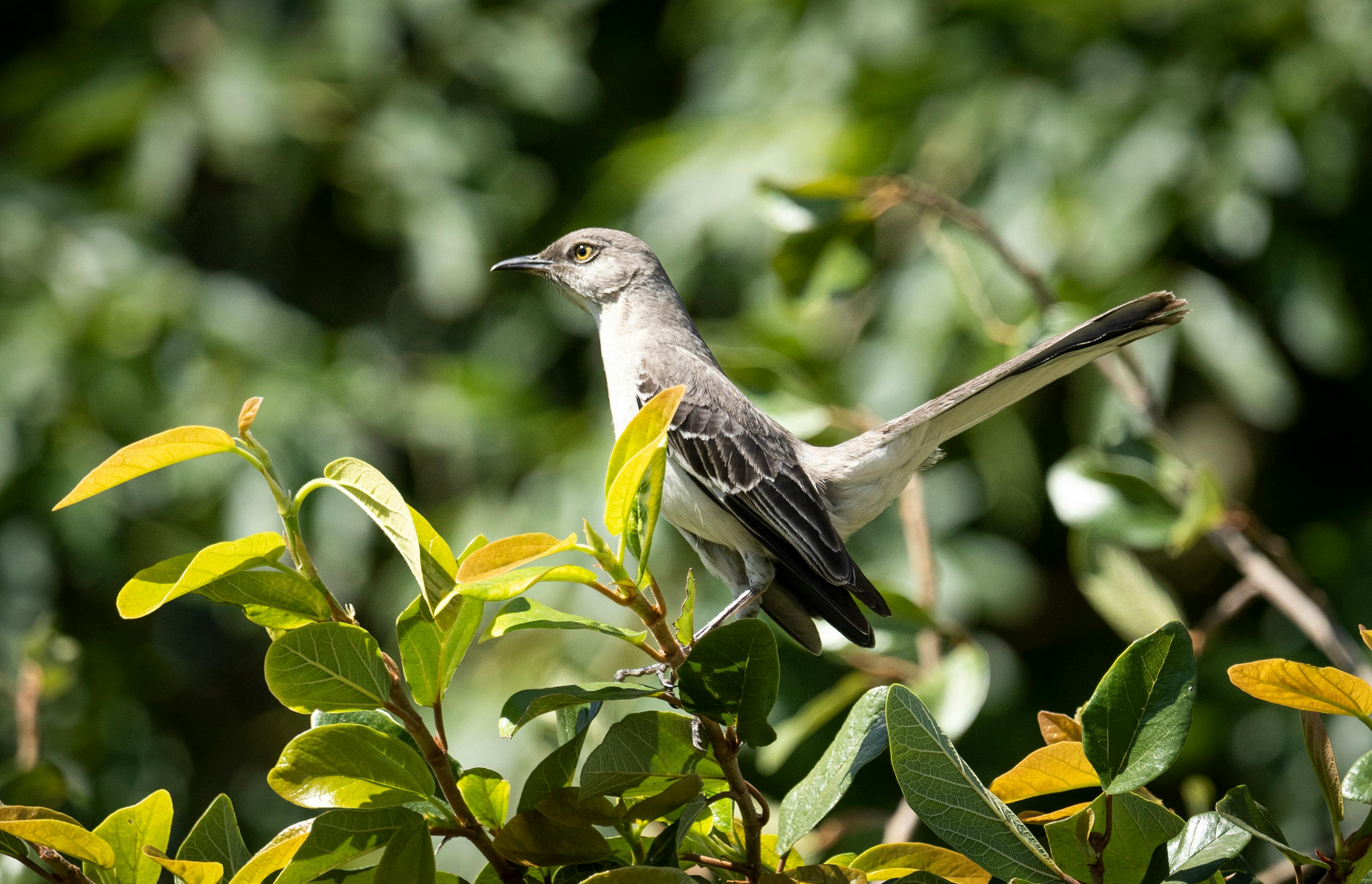 815+ Best Free Northern mockingbird Stock Photos & Images · 100% ...