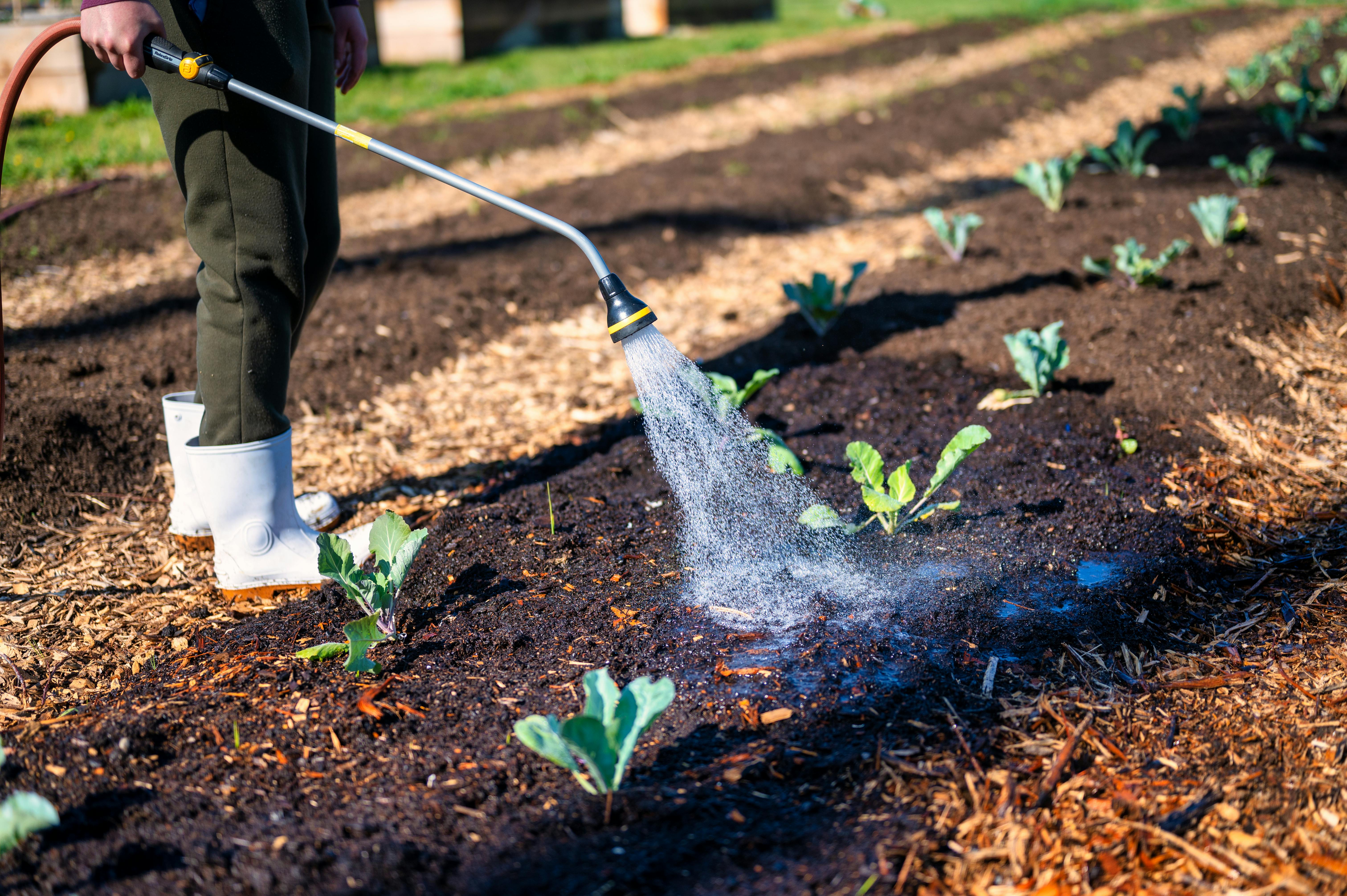 A Person Watering the Plants · Free Stock Photo