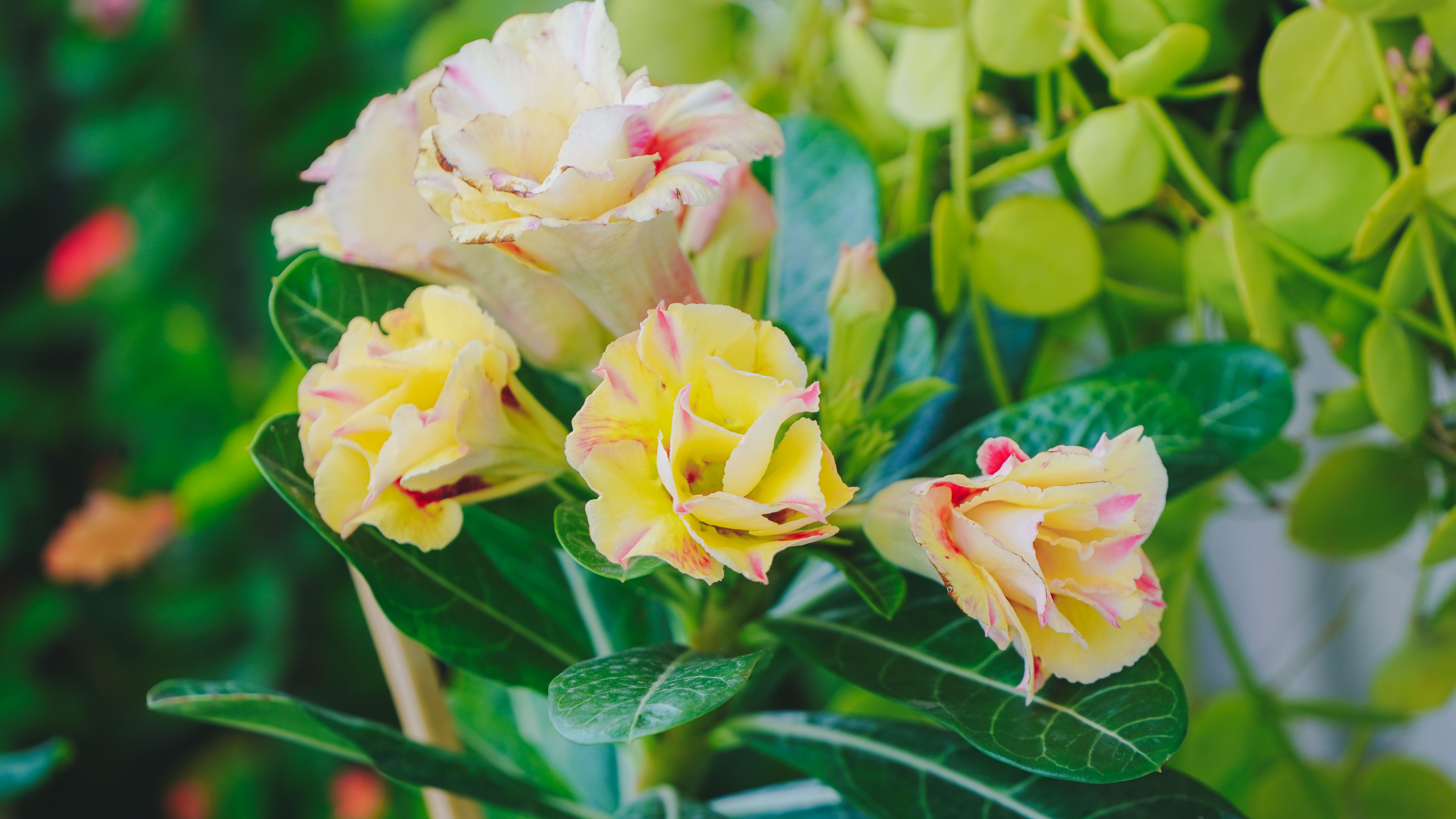 Blooming Flowers in Close-up Photography · Free Stock Photo