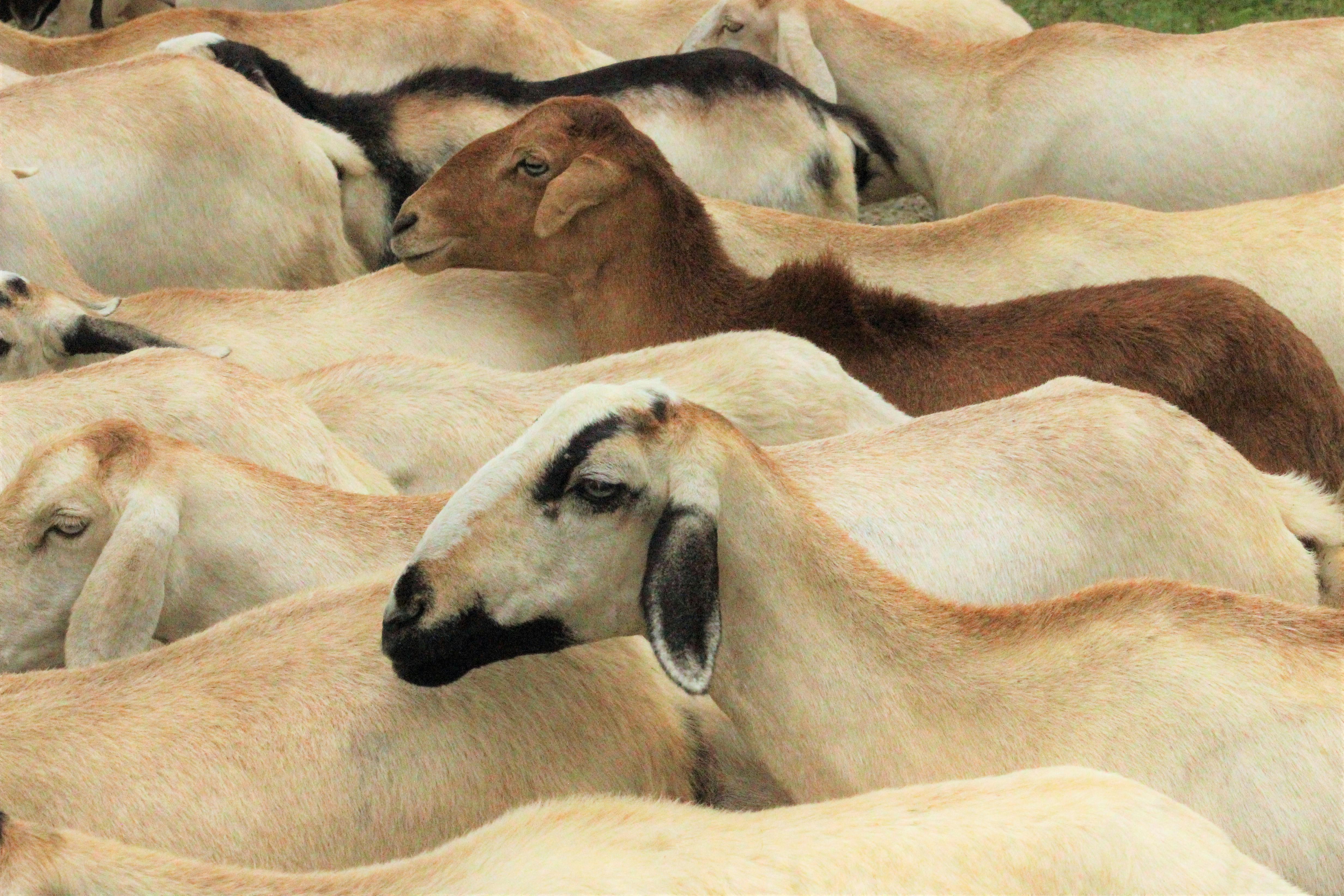 Mutton Goat Photos, Download The BEST Free Mutton Goat Stock Photos ...
