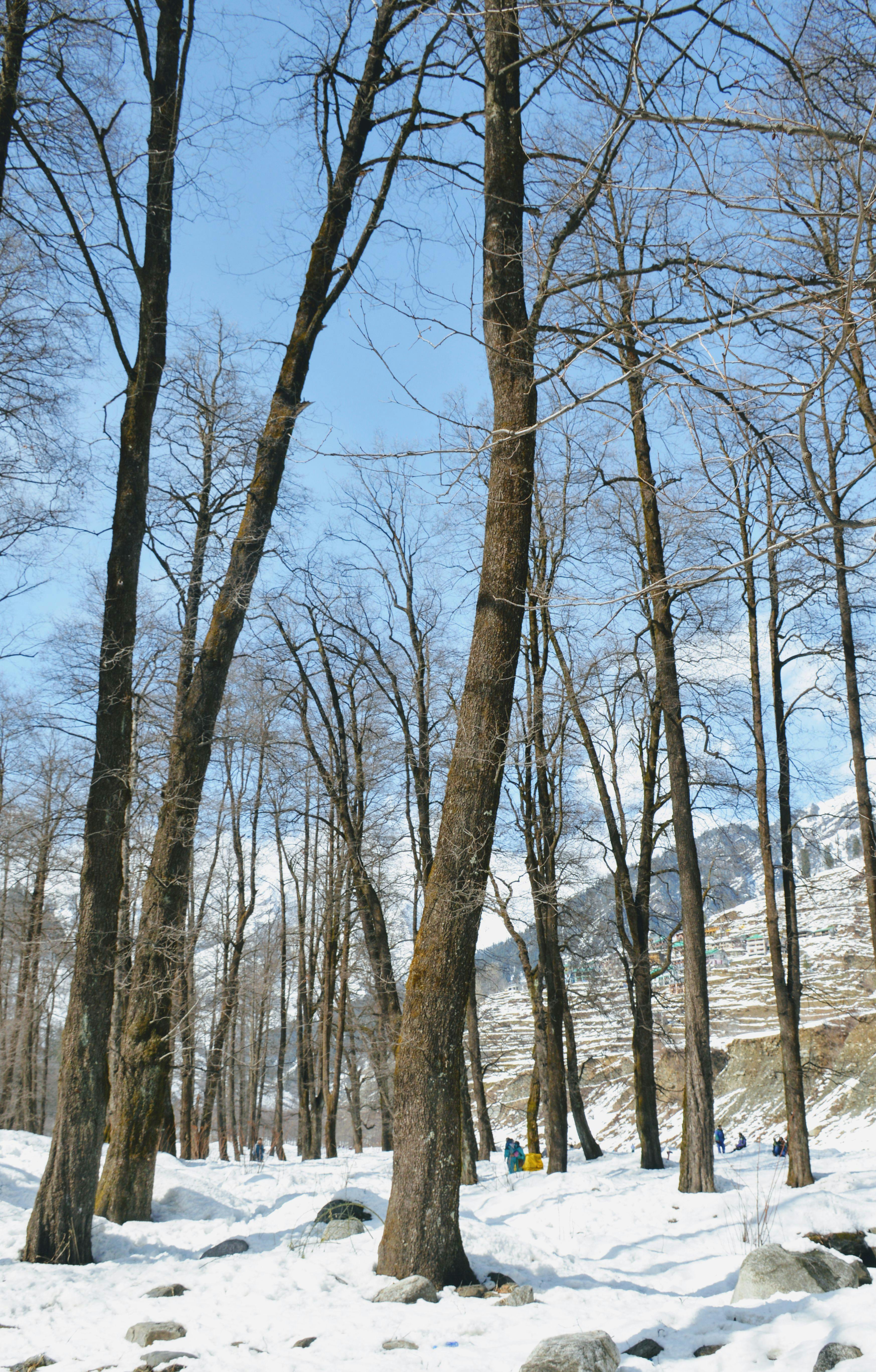 View of Bare Trees During Winter · Free Stock Photo
