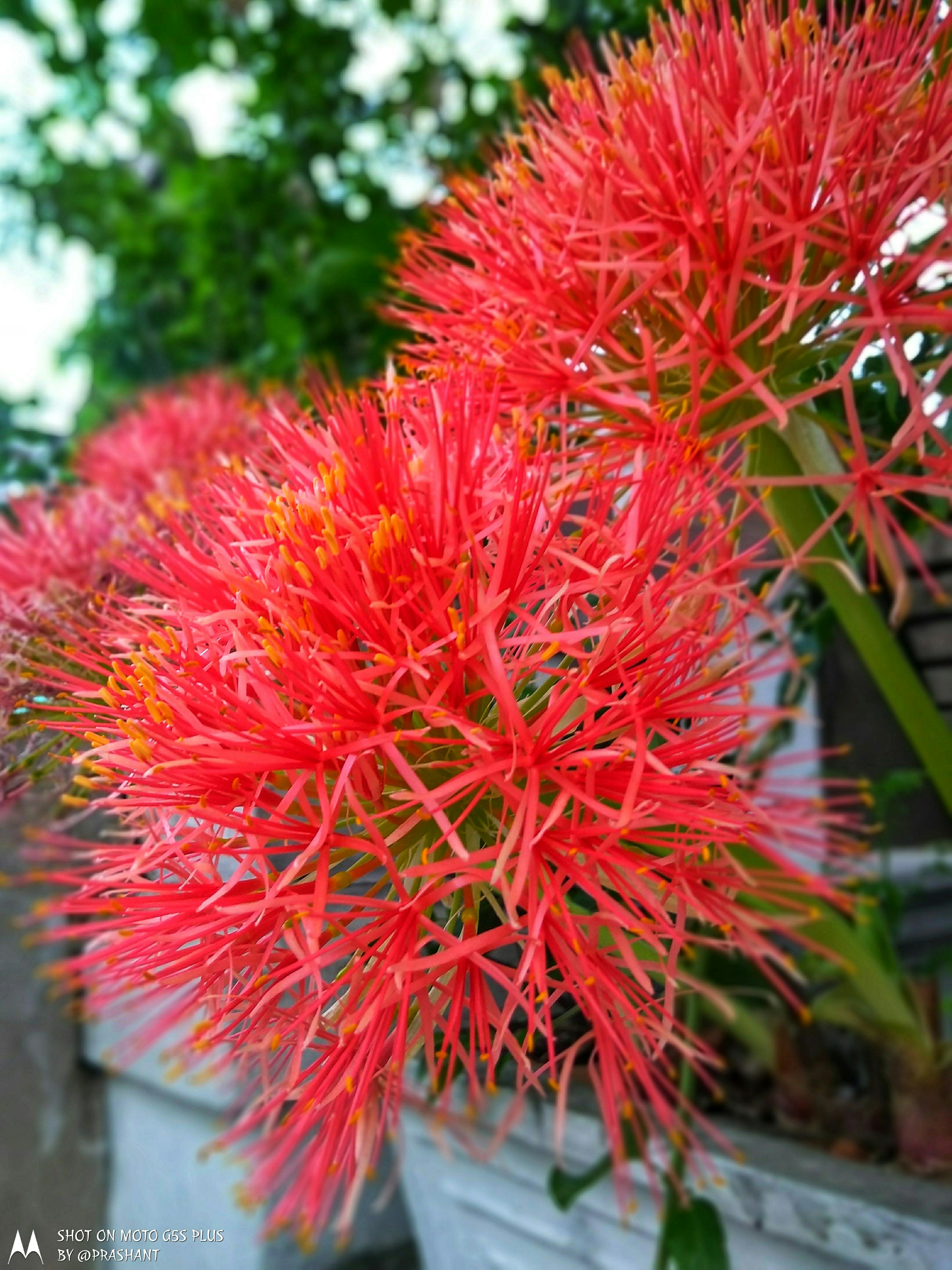 Free stock photo of mayflower