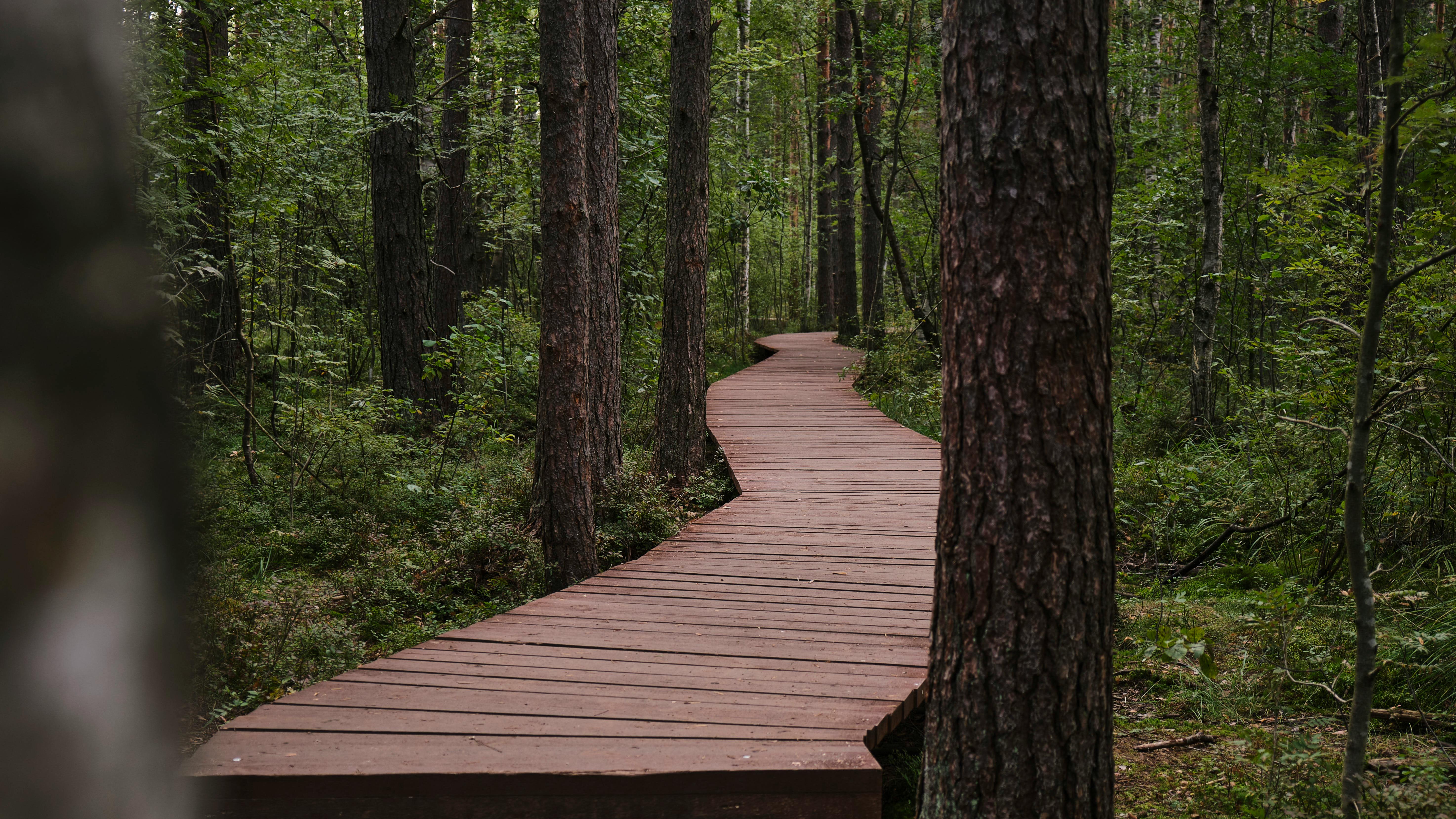 A Wooden Walkway in the Forest · Free Stock Photo