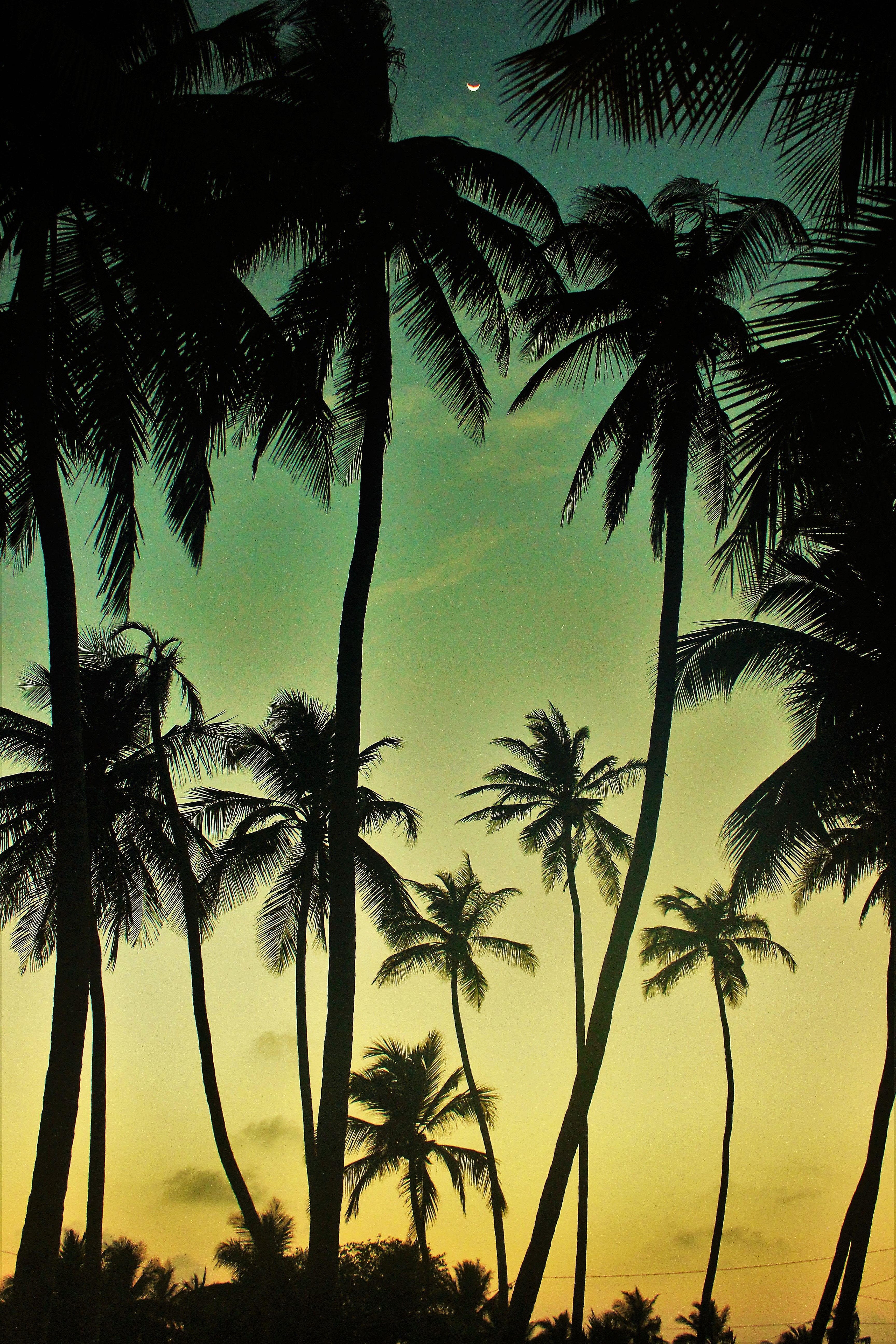 Palm Tree · Free Stock Photo