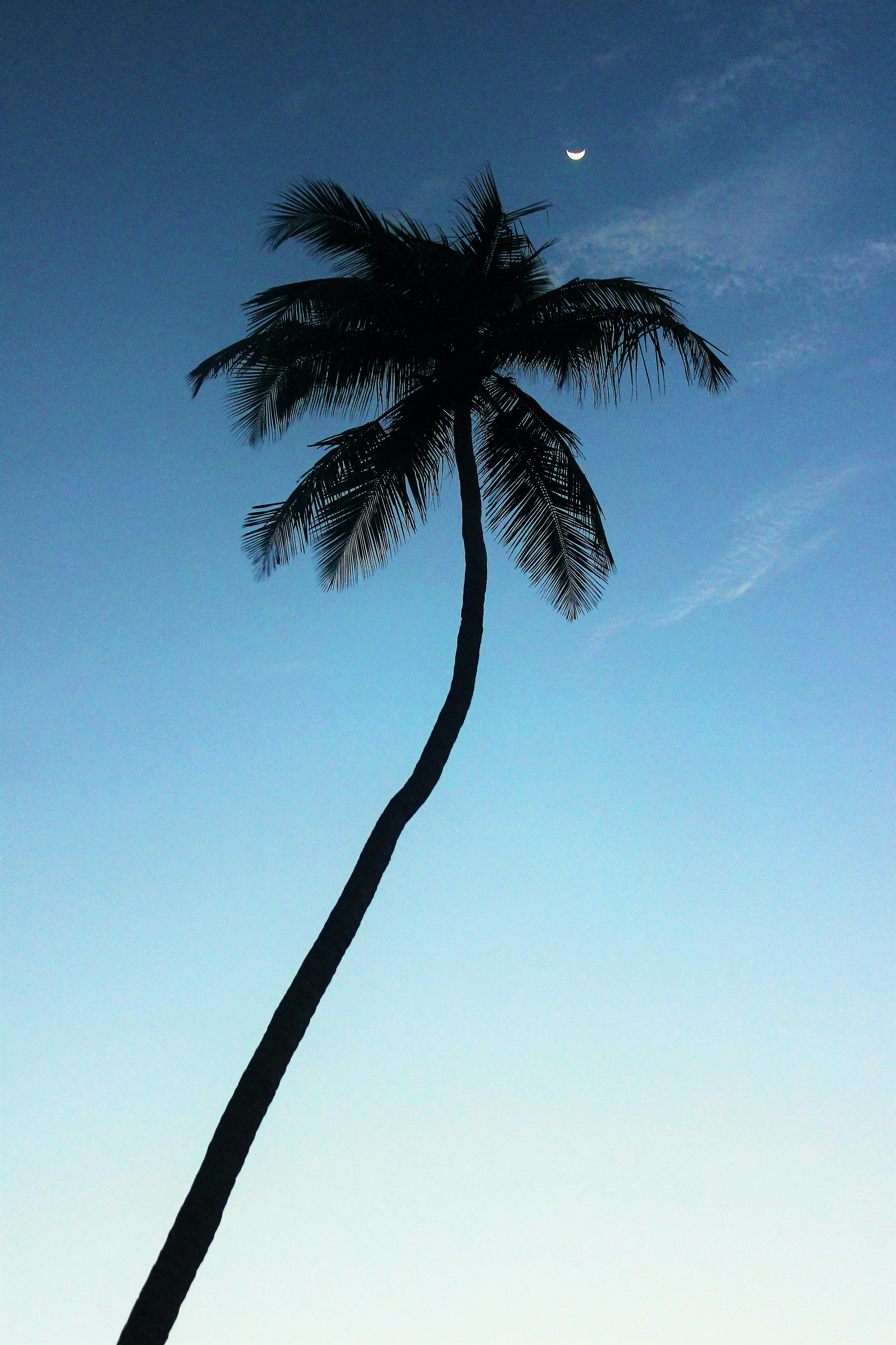 Free Creative Commons Zero Images