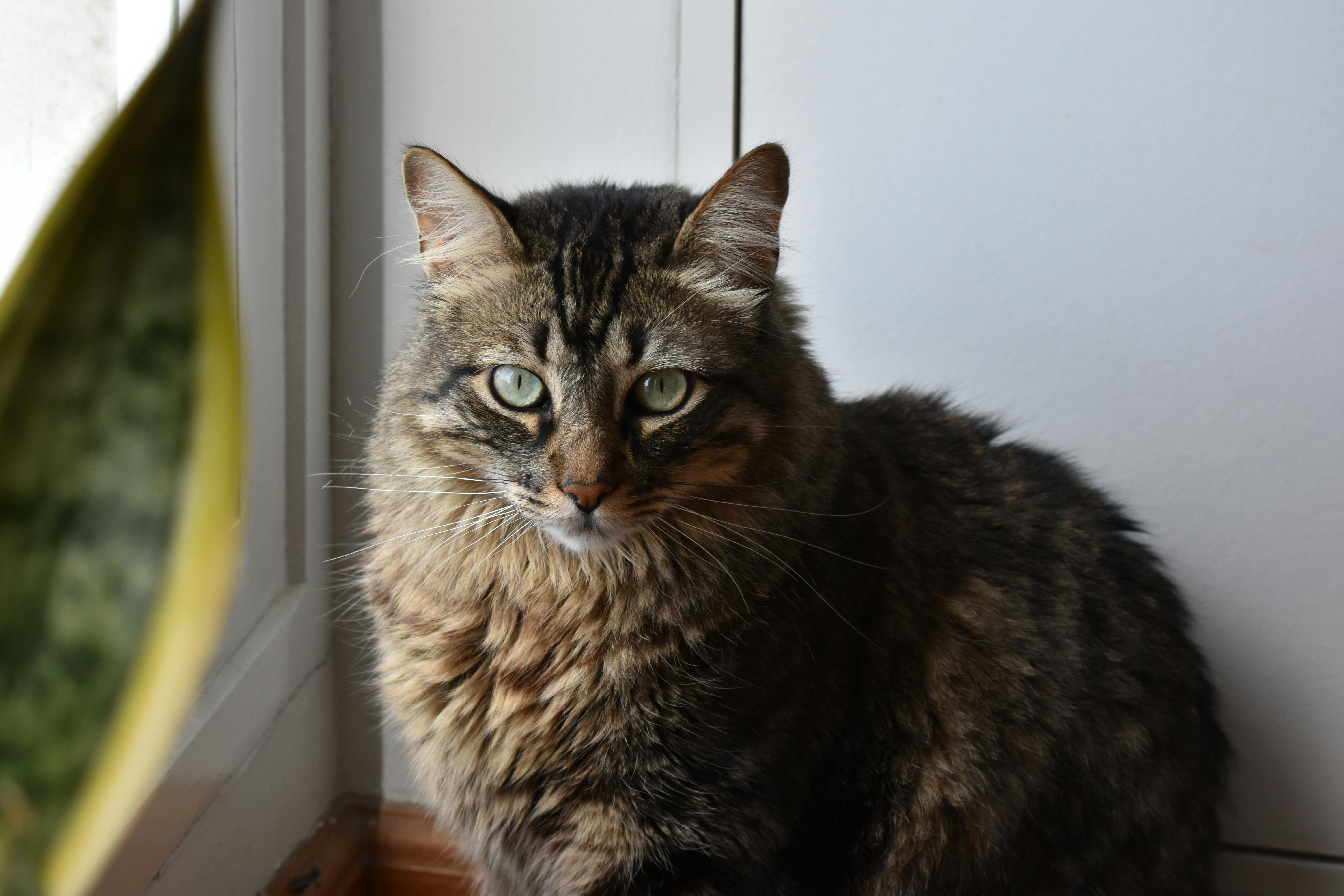 White and Brown Cat · Free Stock Photo